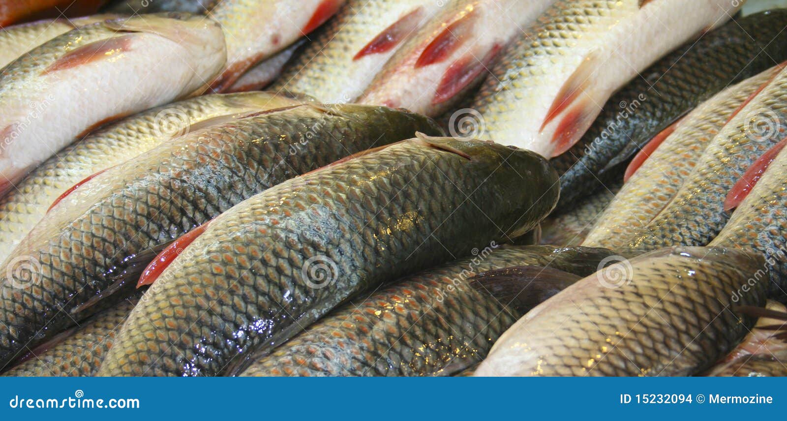 Fresh fish on stall stock photo. Image of animals, heaps - 15232094