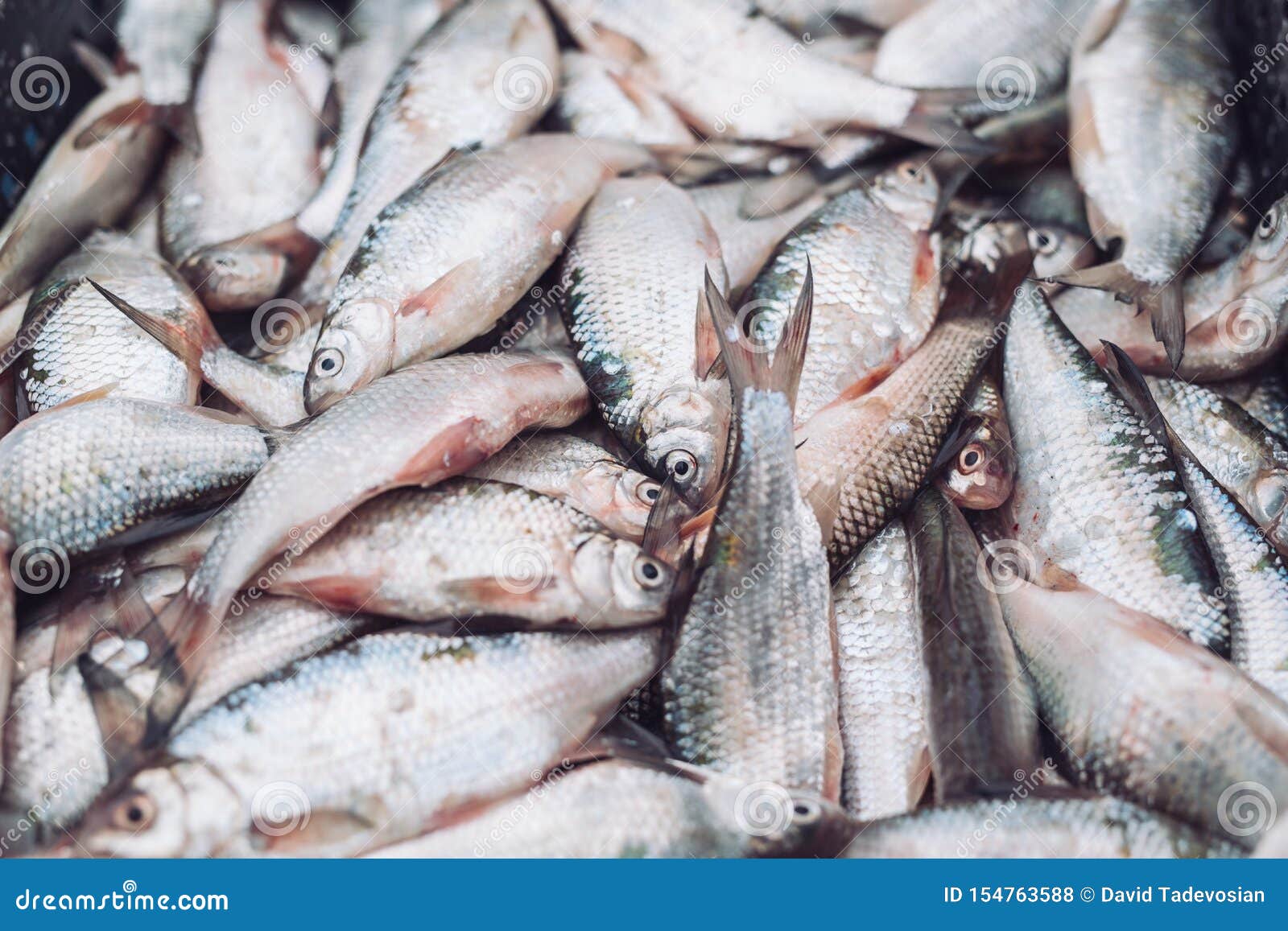 Fresh Fish in the Store on the Background. Stock Photo - Image of fresh ...