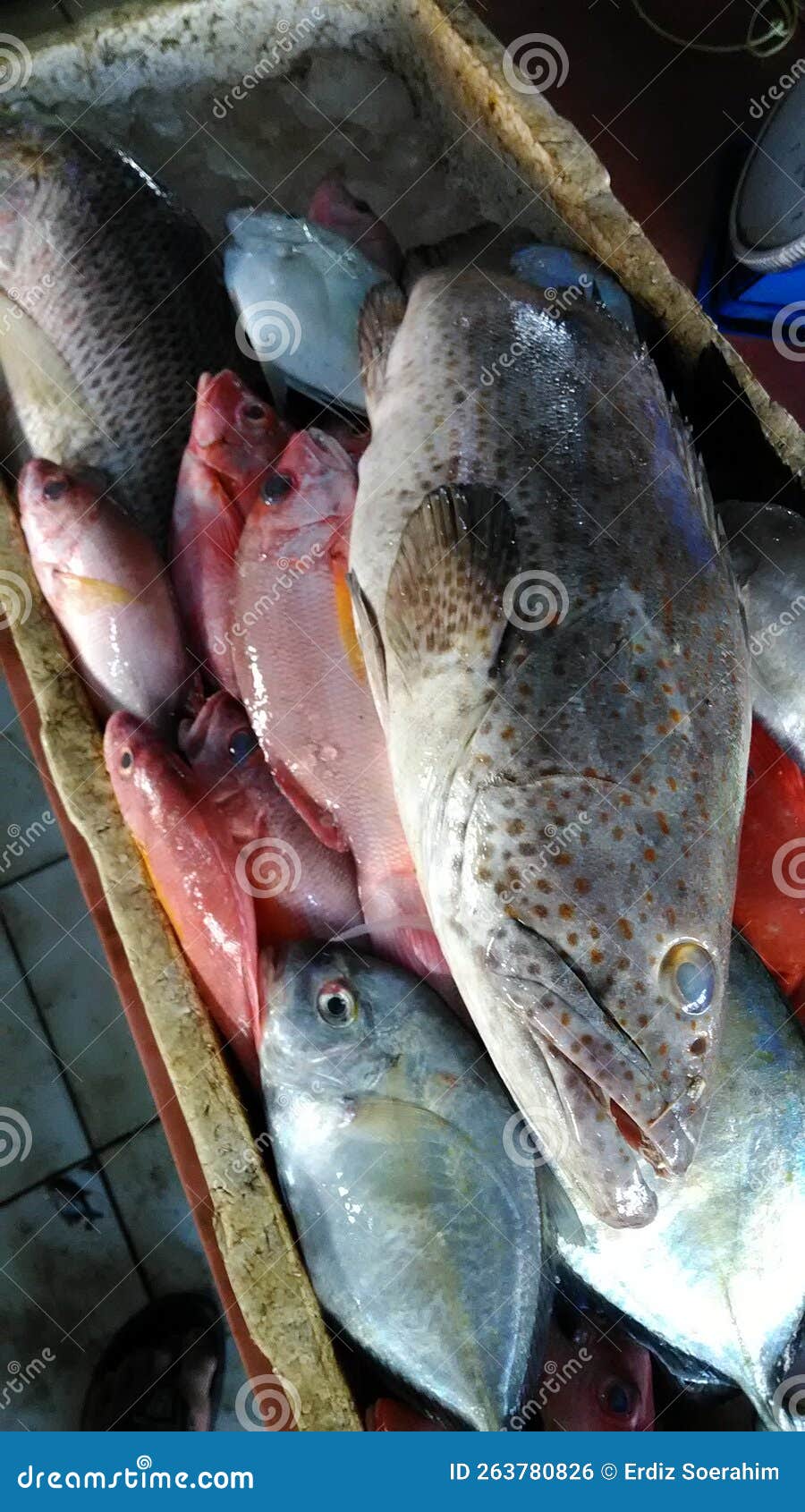 Fresh Fish Stored in a Box Filled with Ice Cubes Stock Photo - Image of ...