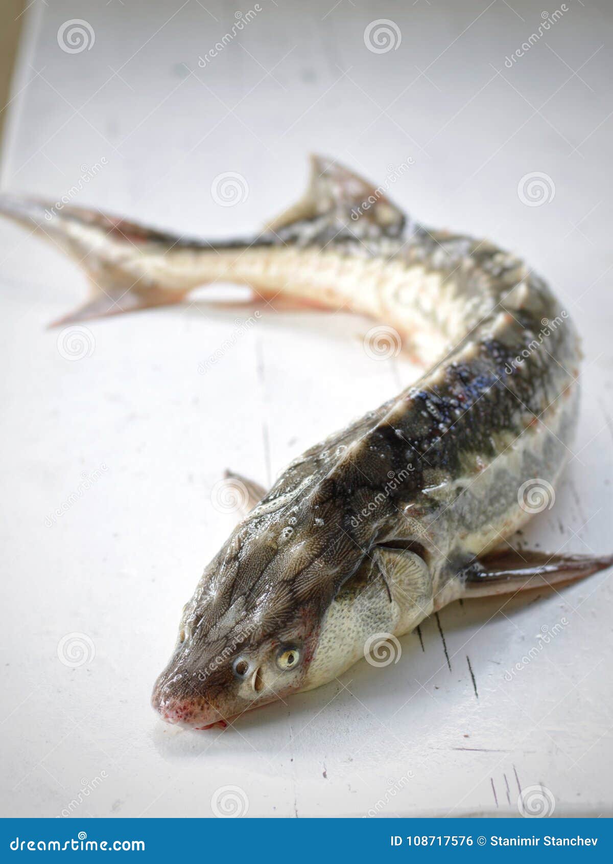 Fresh fish sturgeon stock photo. Image of fish, fresh - 108717576