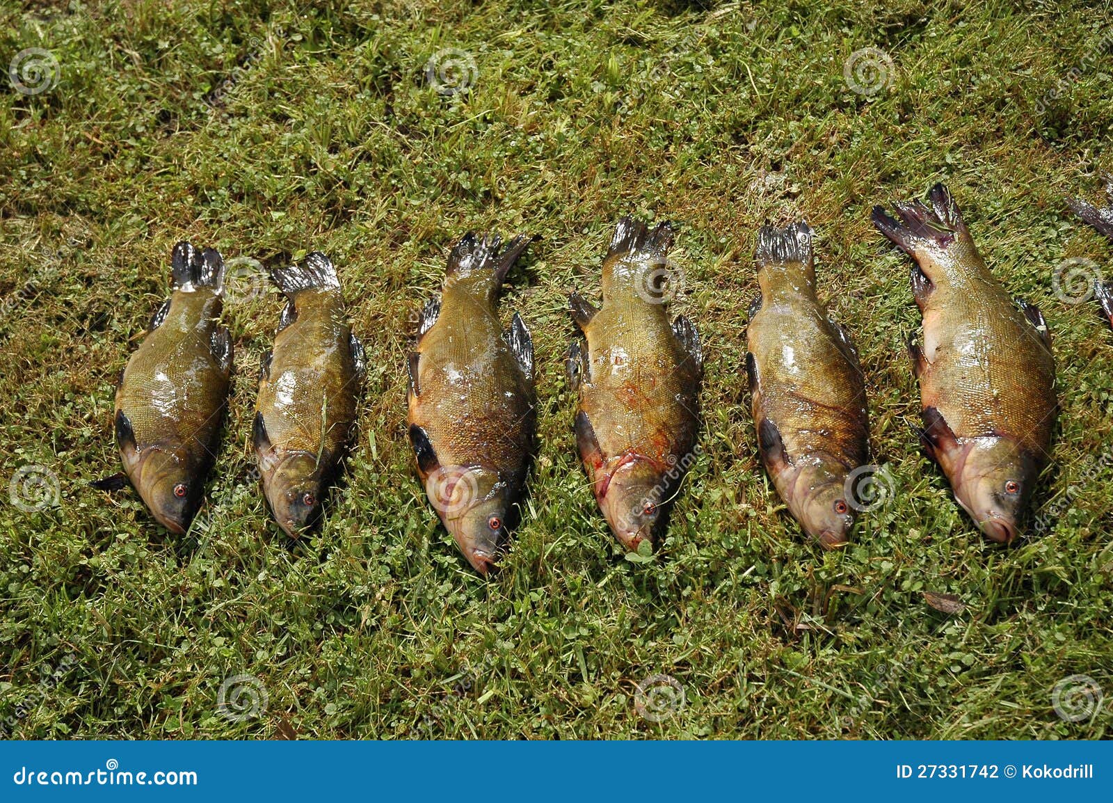 Fresh Fish Tench (tinca Tinca) Stock Photo - Image of death, ingredient ...