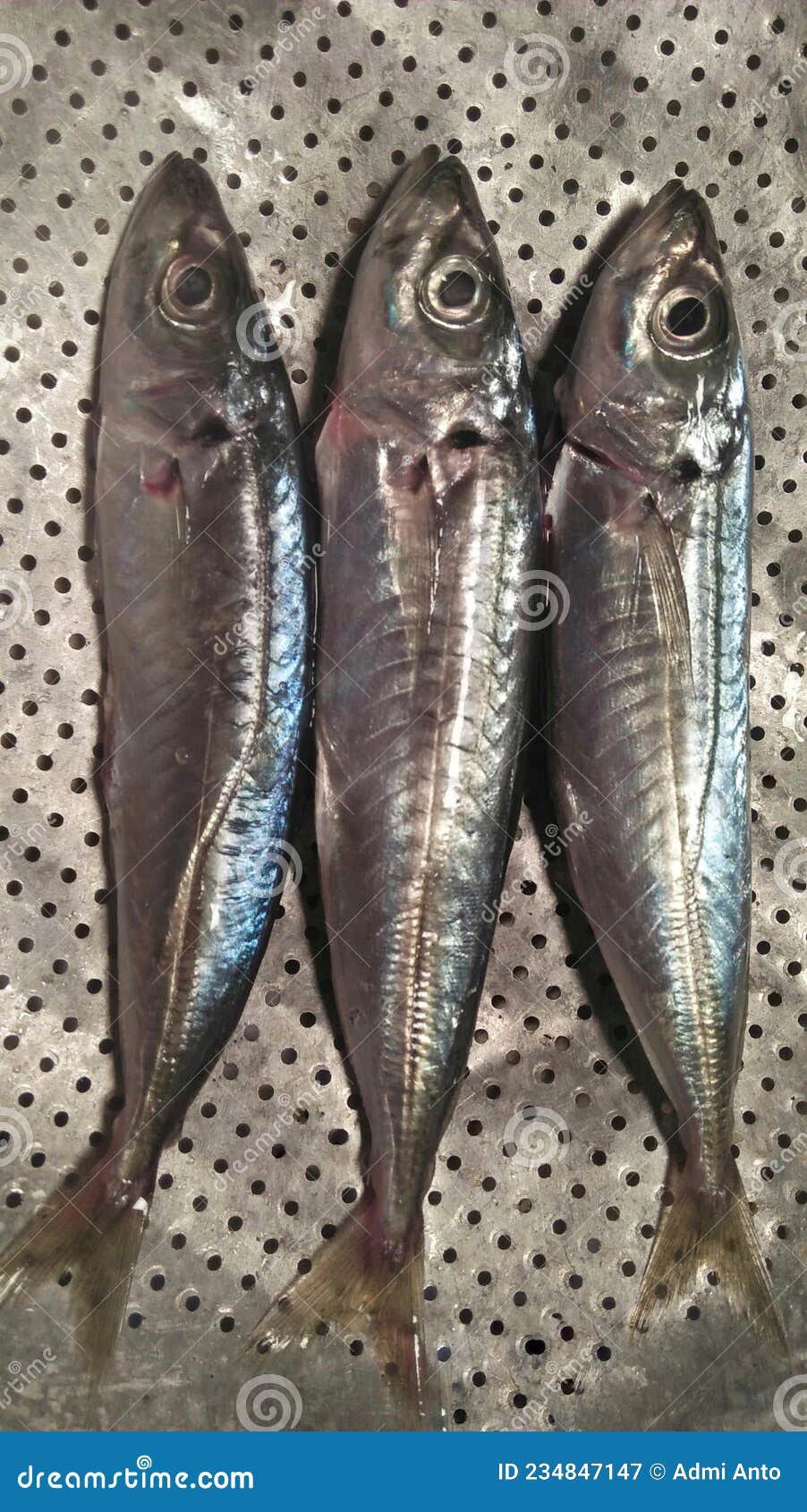 Fresh fish to cook stock image. Image of studioshot - 234847147