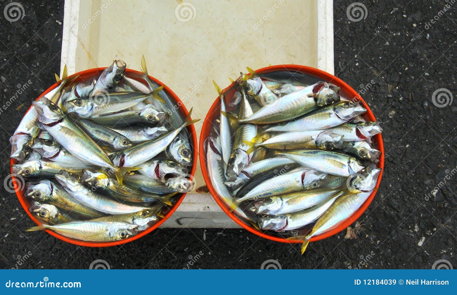 Fresh fish in Turkey stock image. Image of turkey, catch - 12184039