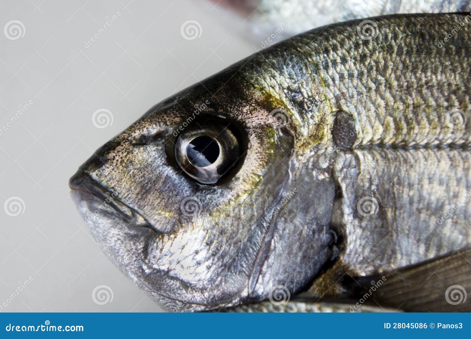 Fresh Fish Under Studio Lights Stock Photo - Image of mormyrus, black ...
