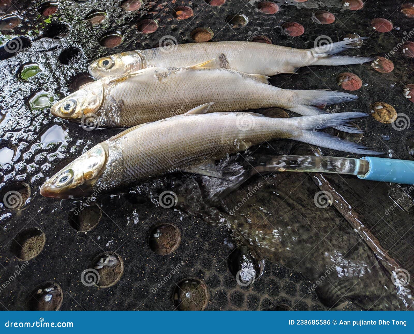 Fresh Fish is Washed with Water before Cooking. Stock Photo - Image of ...