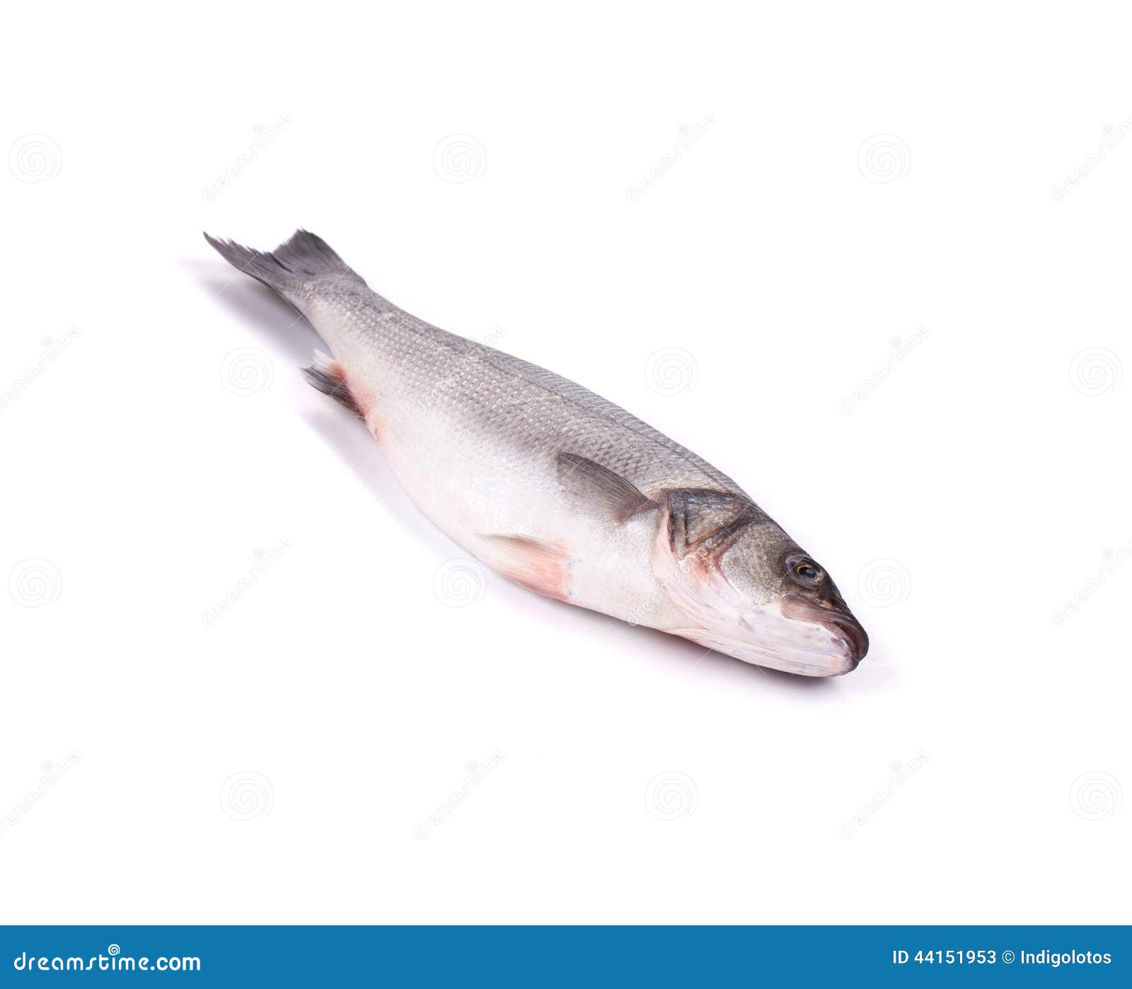 Fresh fish on white stock image. Image of single, white - 44151953