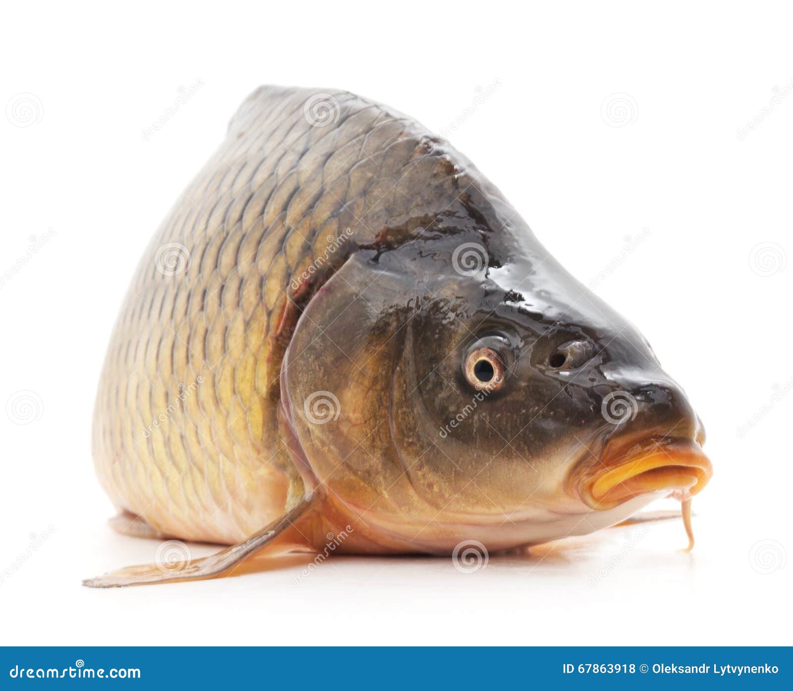 Fresh fish. stock photo. Image of nature, animal, single - 67863918