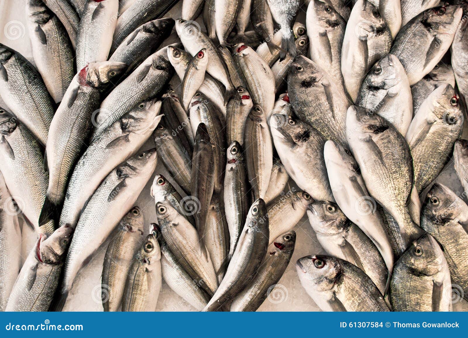 Fresh fish stock photo. Image of place, background, eyes - 61307584