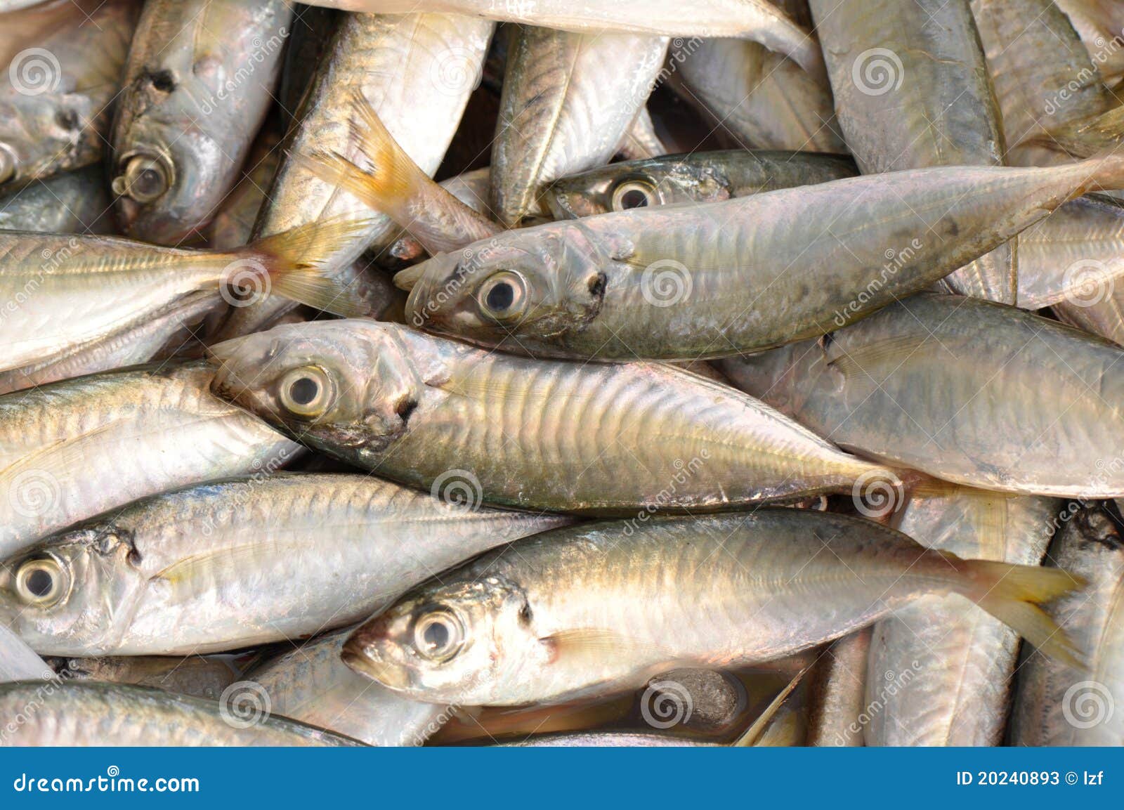Fresh fishes stock image. Image of closeup, albacore - 20240893