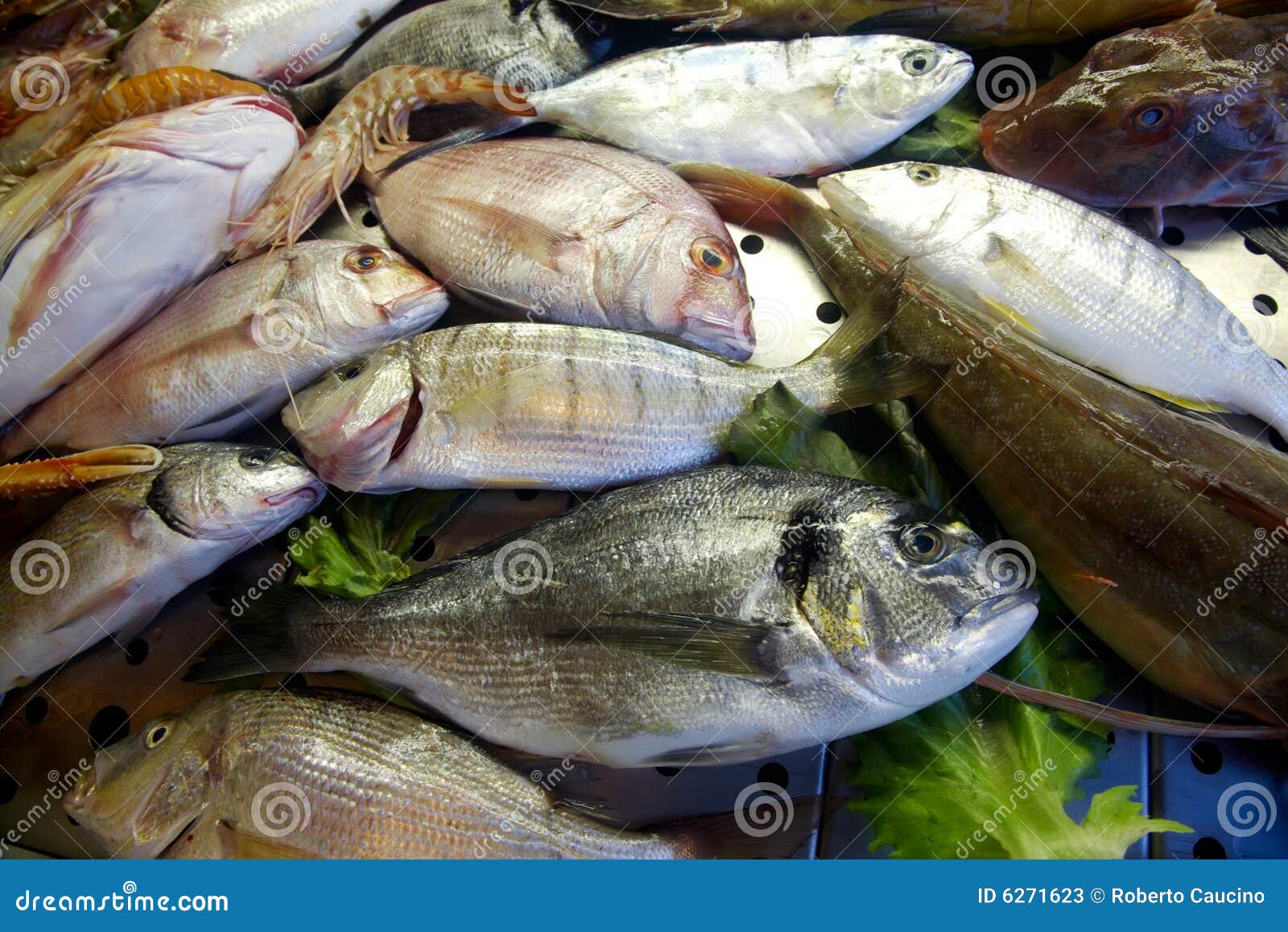 Fresh fishes stock image. Image of seafood, fresh, squid - 6271623