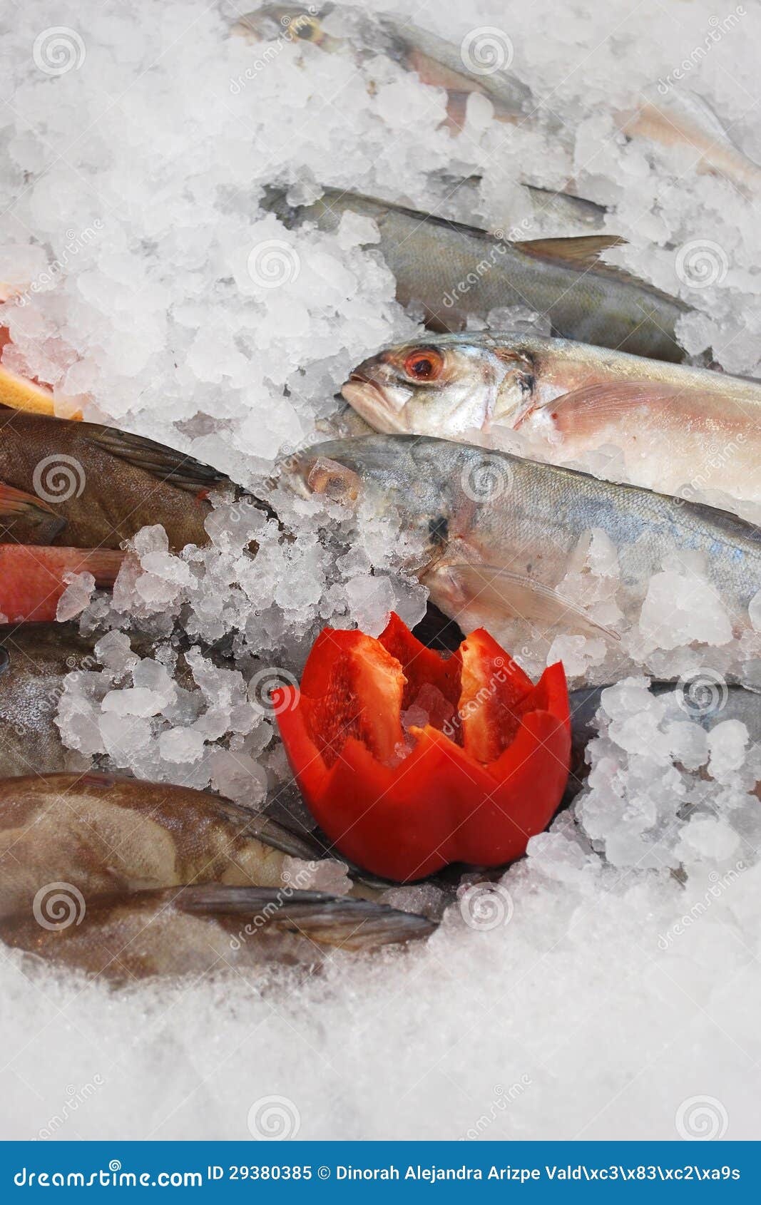 Fresh fishes on ice stock image. Image of restaurant - 29380385
