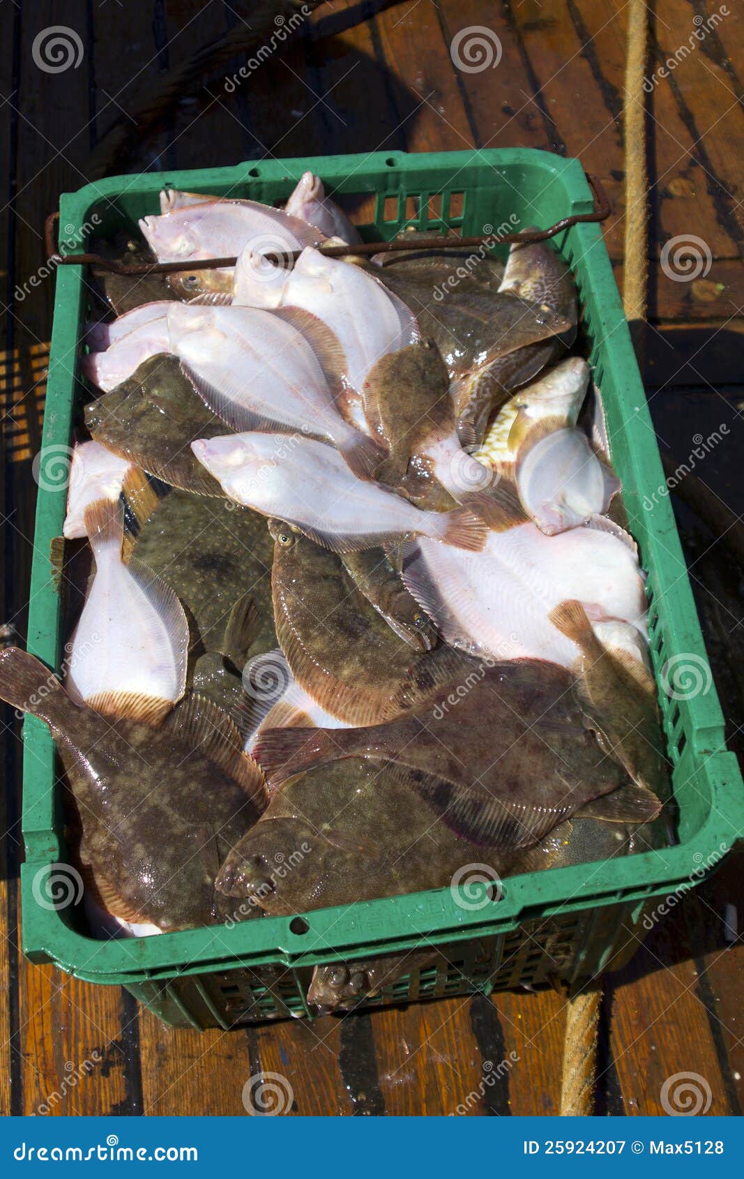 Fresh flatfish in a box stock image. Image of fluke, fins - 25924207