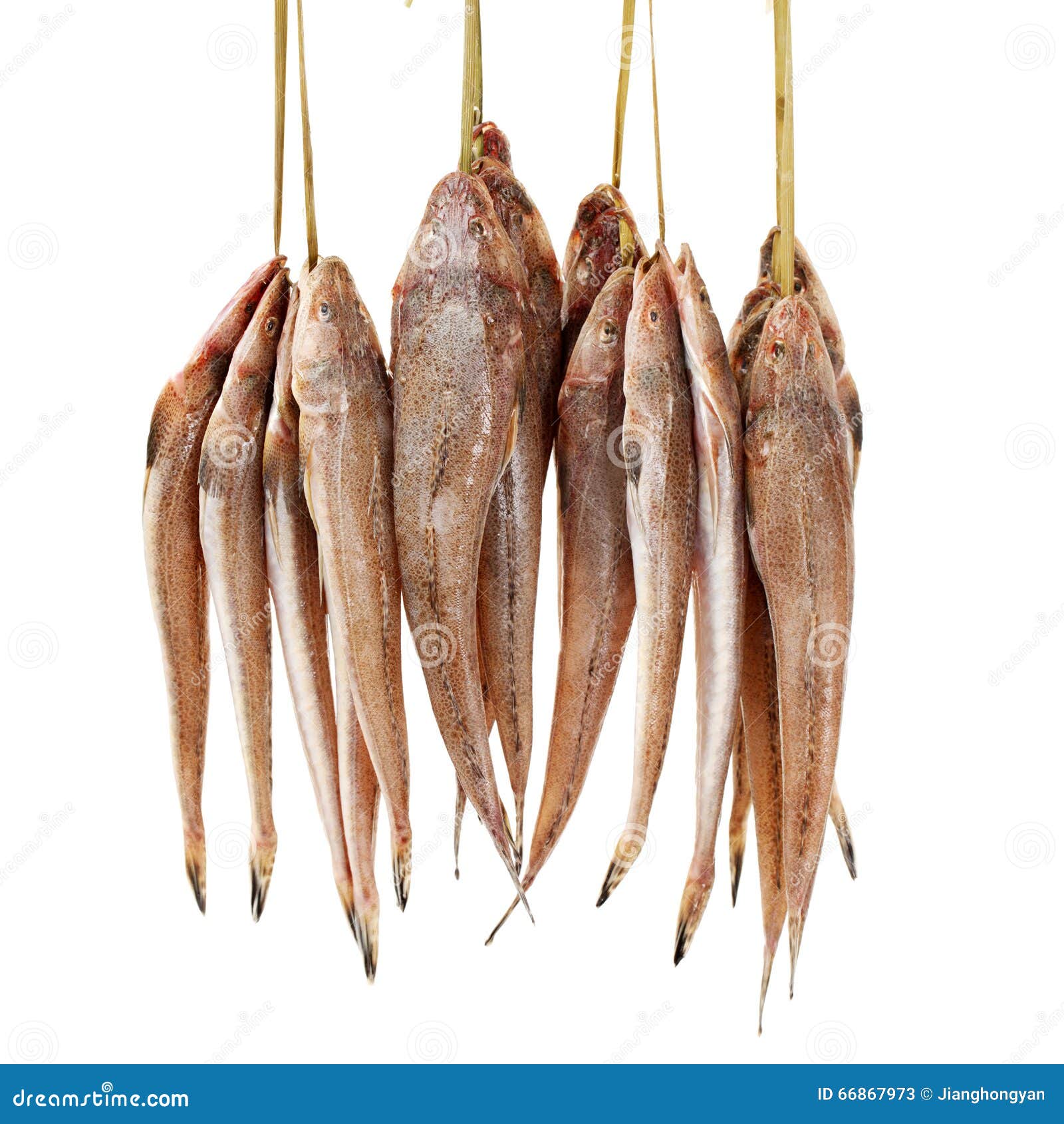 Fresh flathead fish stock image. Image of animal, fish - 66867973