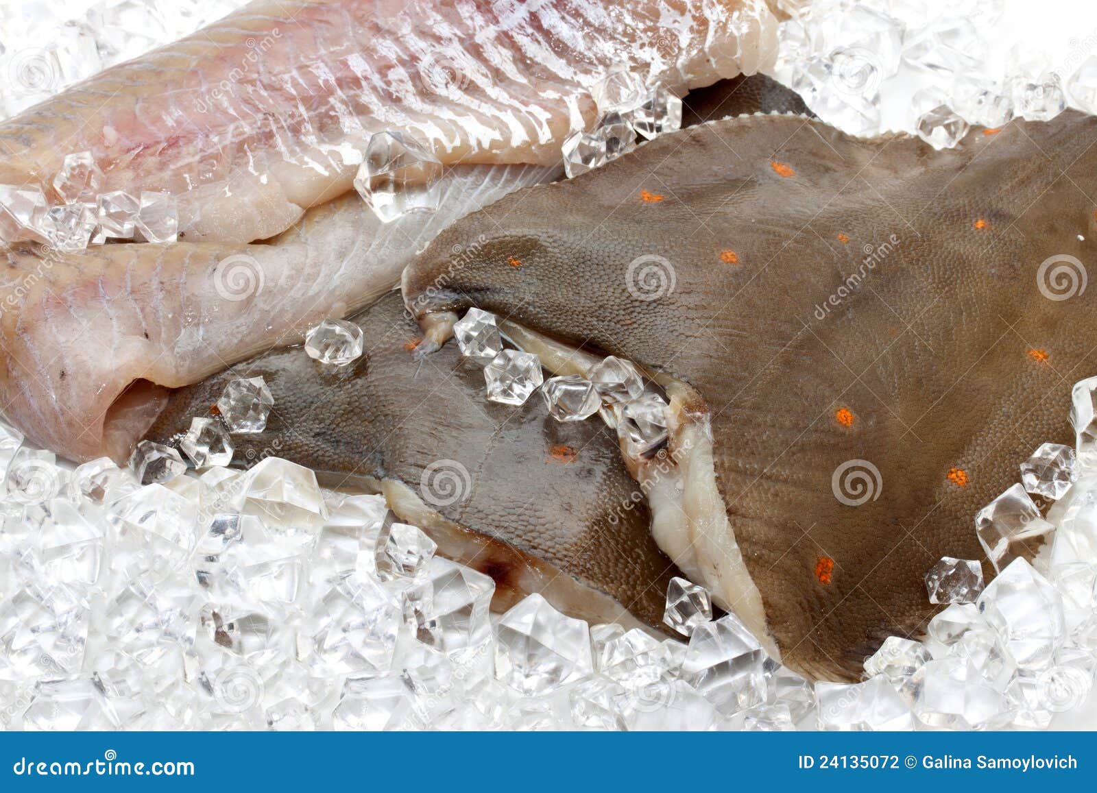 Fresh flounder stock photo. Image of side, flatfish, seafood - 24135072