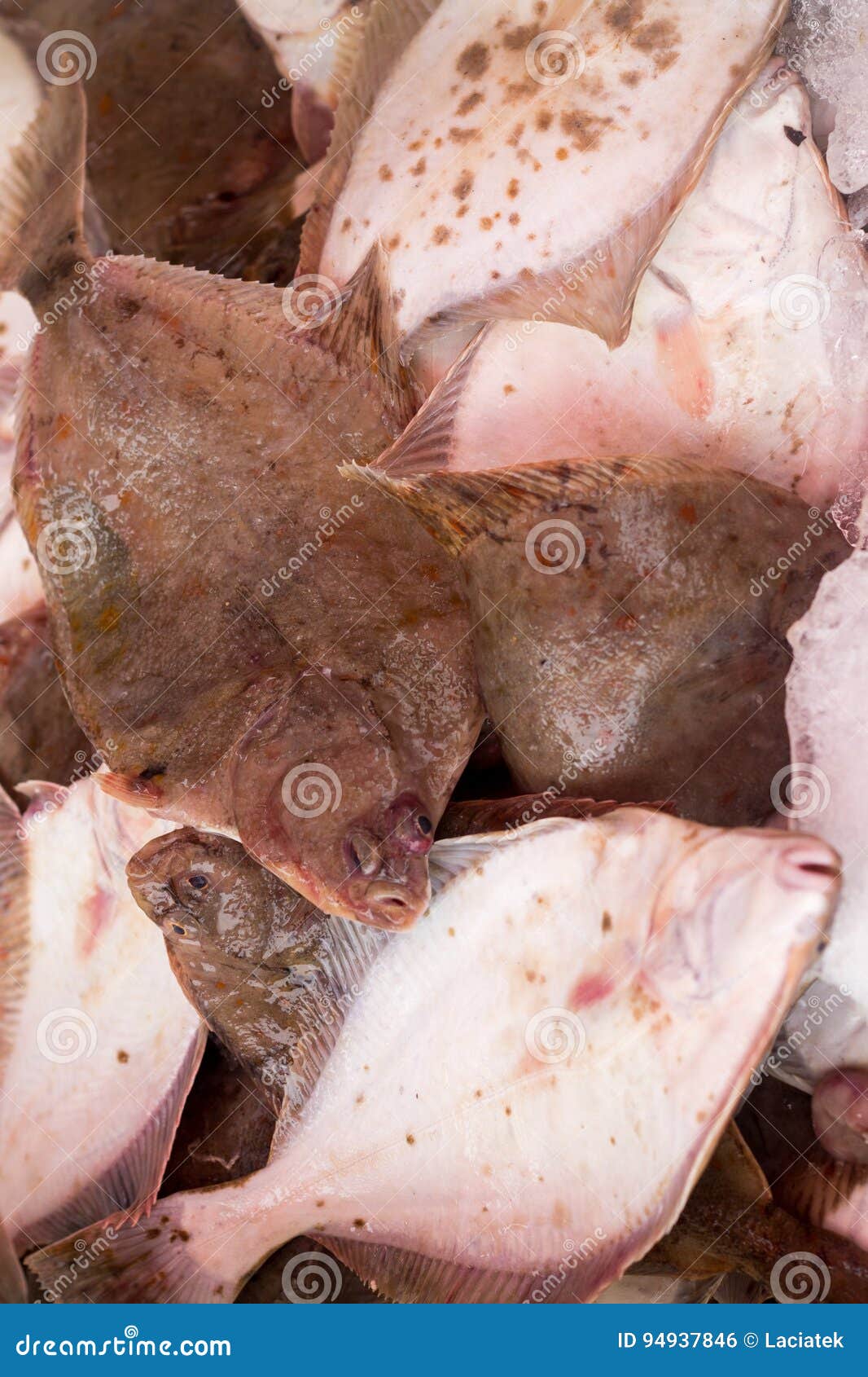 Fresh Flounder at the Fish Market Stock Photo - Image of cooking ...