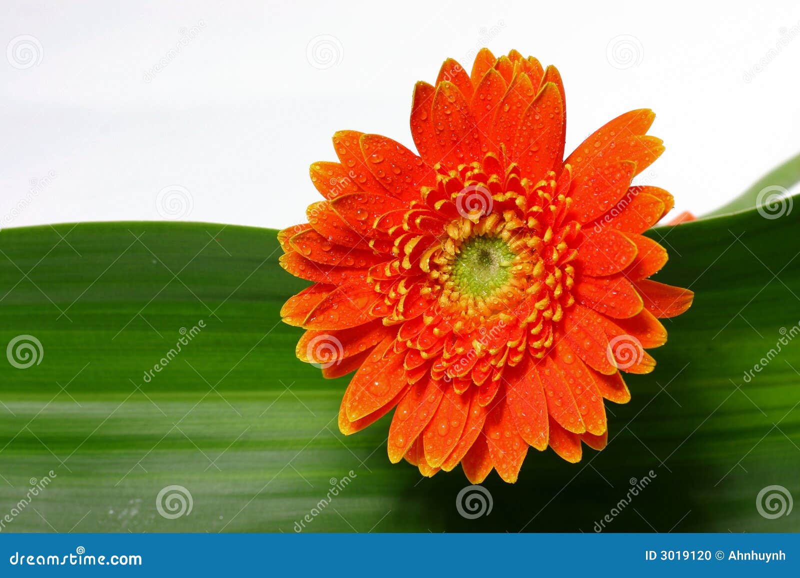 Fresh flower stock photo. Image of blossom, gift, bloom - 3019120