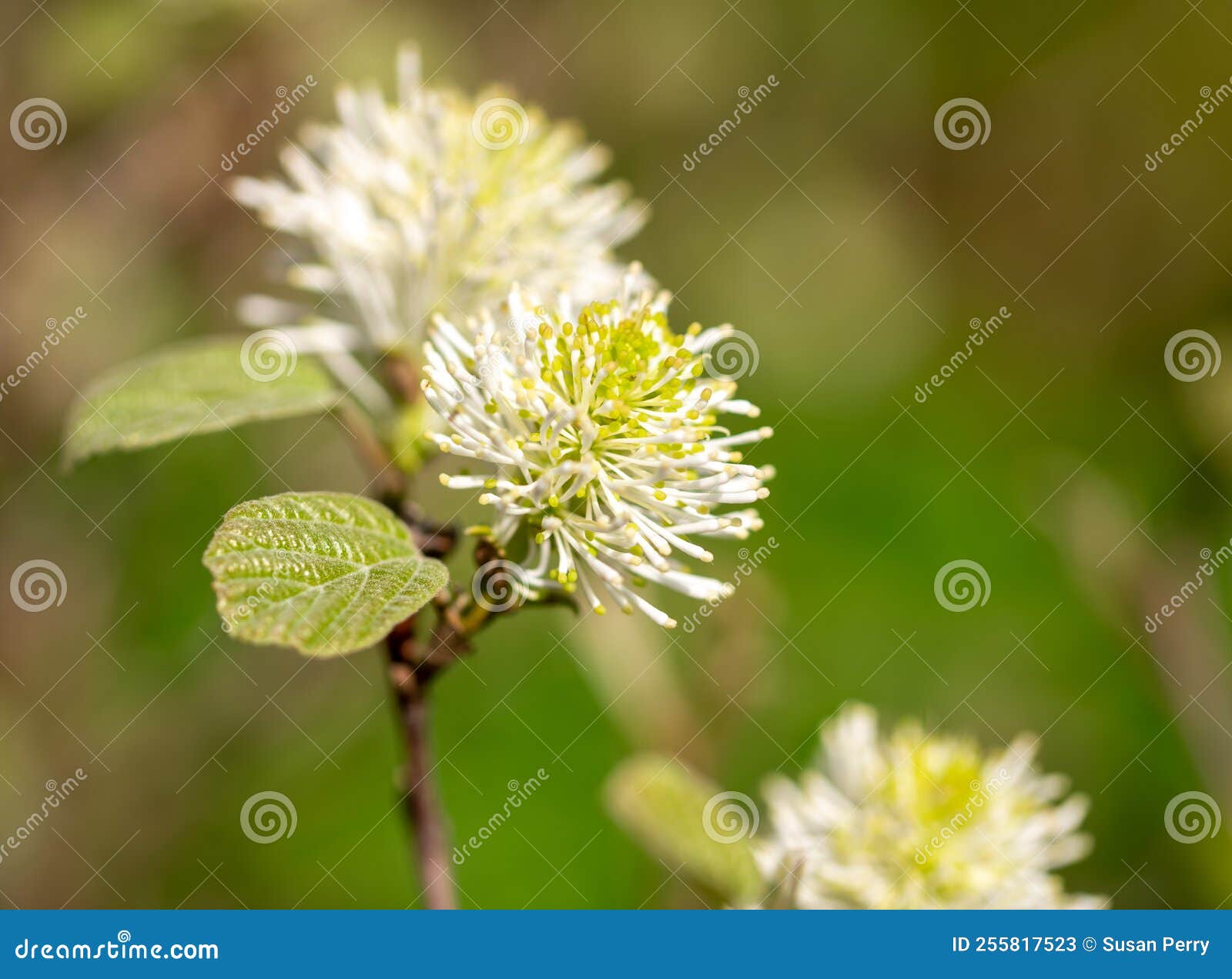 Fresh Flower Buds Growing on a Tree Stock Image - Image of tree, buds ...