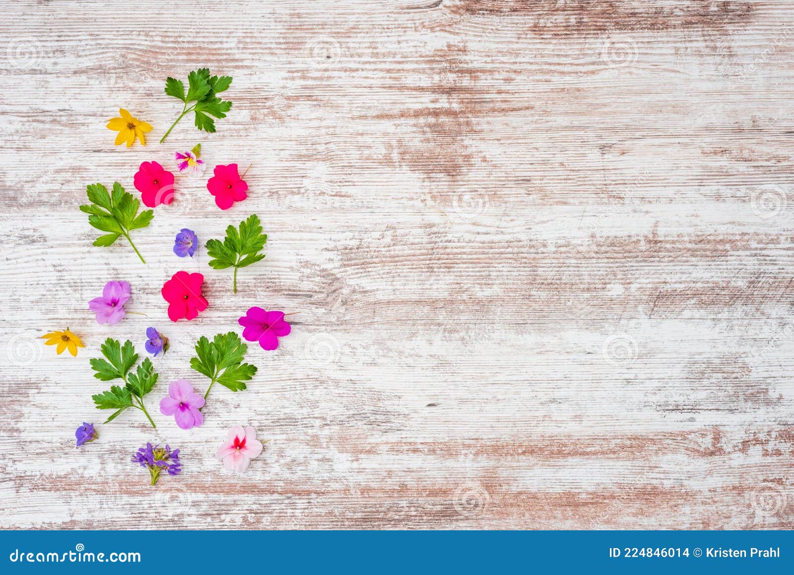 Fresh Flower Flat Lay on White Board Stock Photo - Image of botanical ...