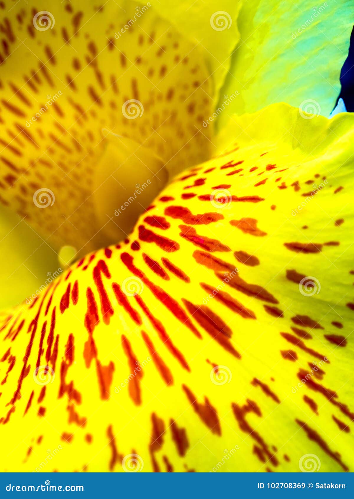 Freshness Flower Red Spots on Bright Yellow Fragile Petal of Can Stock ... Freshness Flower Red Spots on Bright Yellow Fragile Petal of Can Stock ...