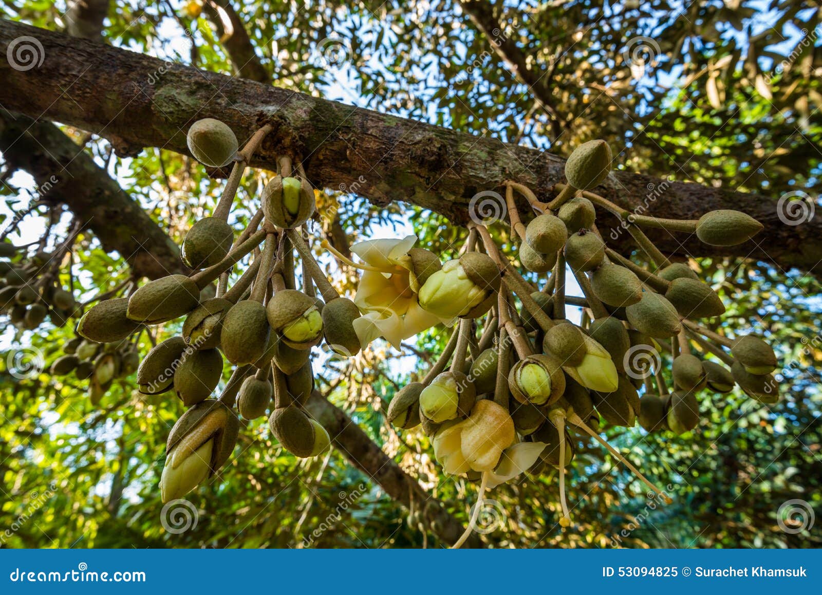 Fresh Flowers of Durian on Tree in the Orchard Stock Image - Image of ...