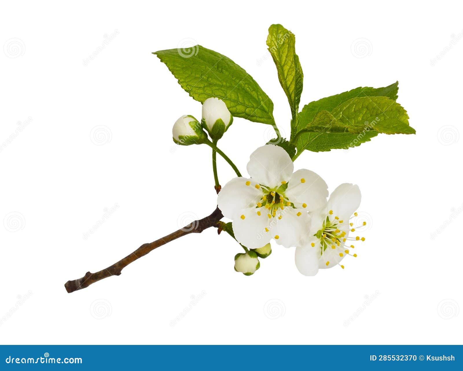 Fresh Flowers and Leaves of Prunus Tree Isolated Stock Photo - Image of ...