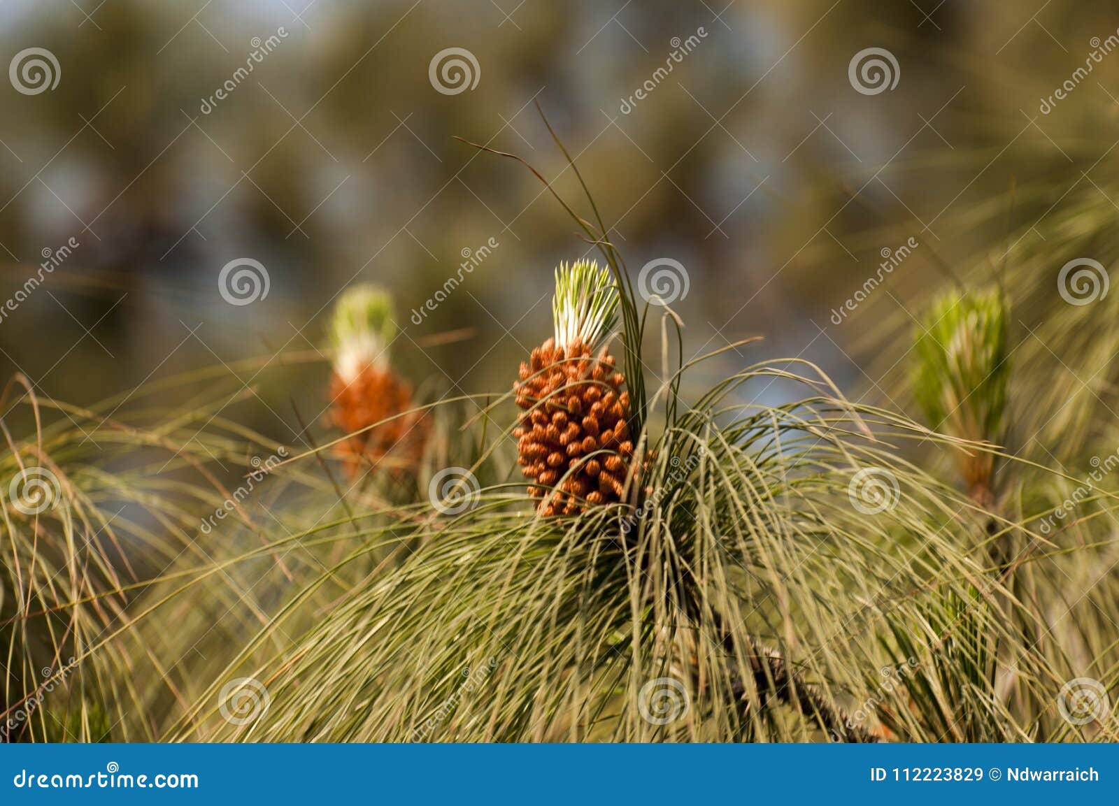 A Fresh Flowers of the Pine Tree Stock Image - Image of fresh, detail ...