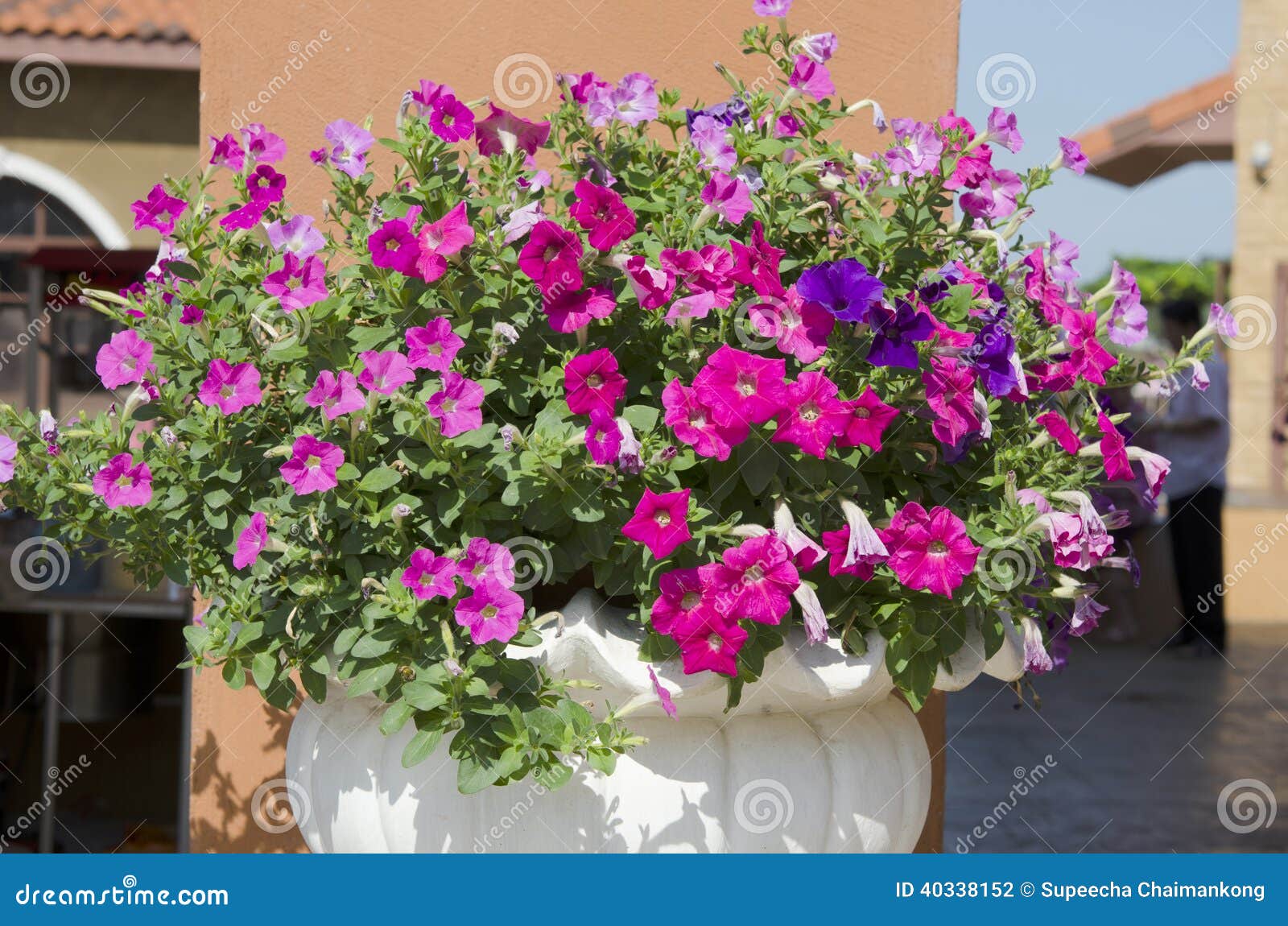 Fresh Flowers in Pots in the Garden. Stock Photo - Image of blossom ...
