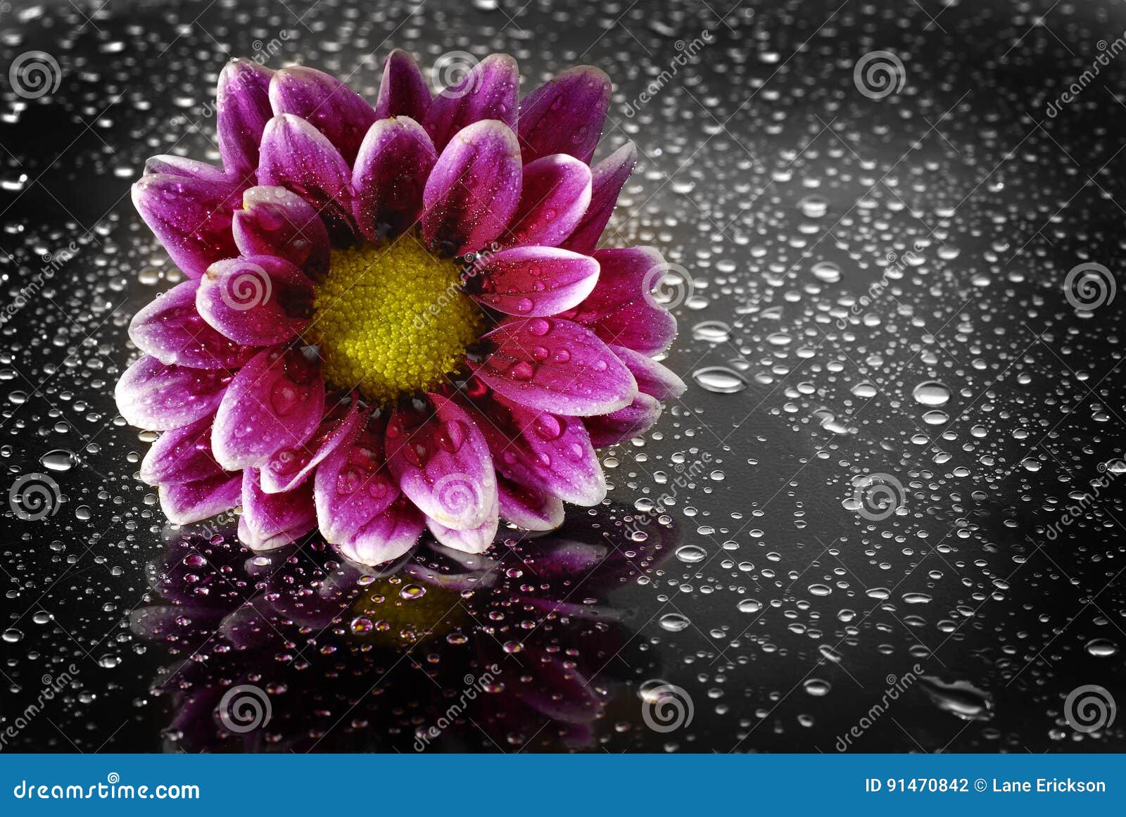 Fresh Flowers with Water Drops Stock Photo - Image of closeup, fresh ...