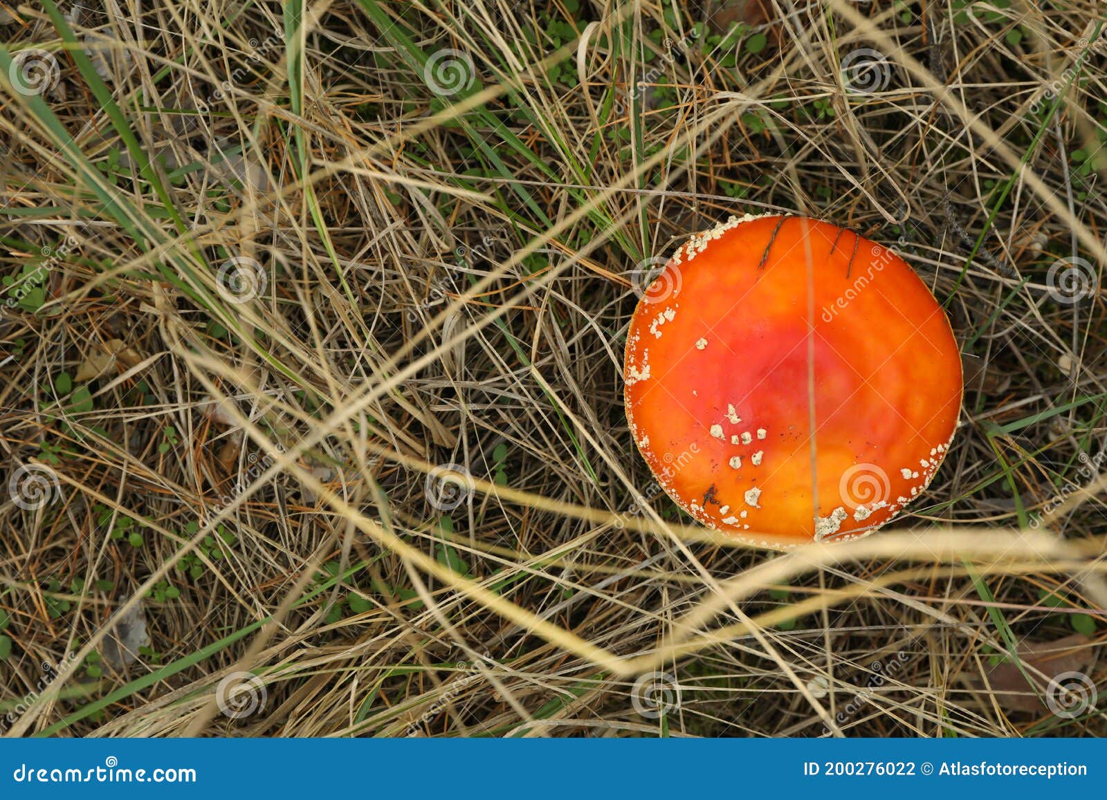 Fresh Fly Agaric Mushroom in Forest Grass Stock Photo - Image of wild ...