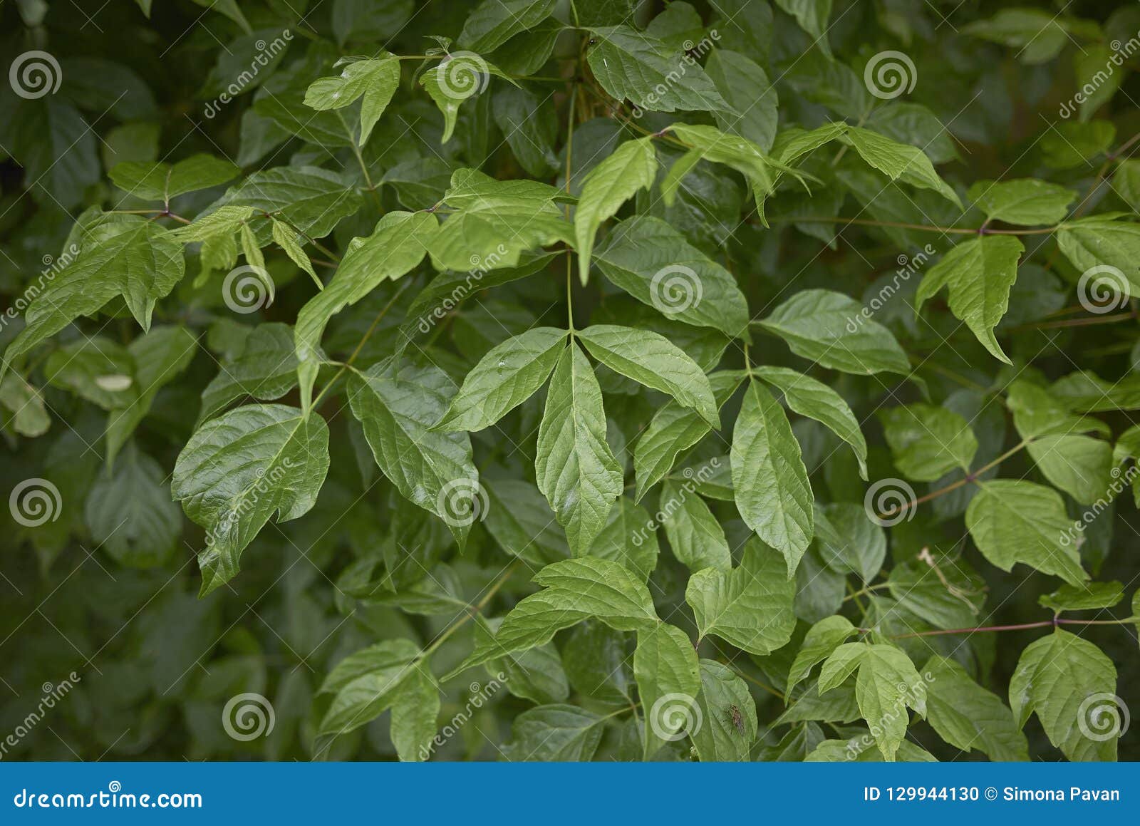 Fresh Foliage of Acer Negundo Tree Stock Photo - Image of plant, close ...