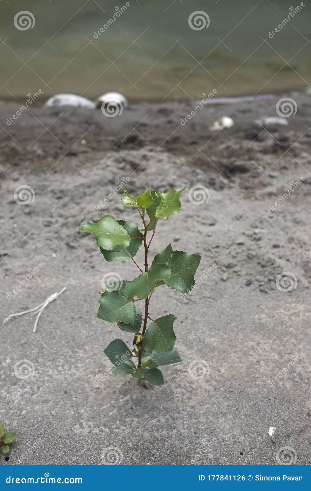 Populus nigra leaves stock photo. Image of populus, green - 177841126