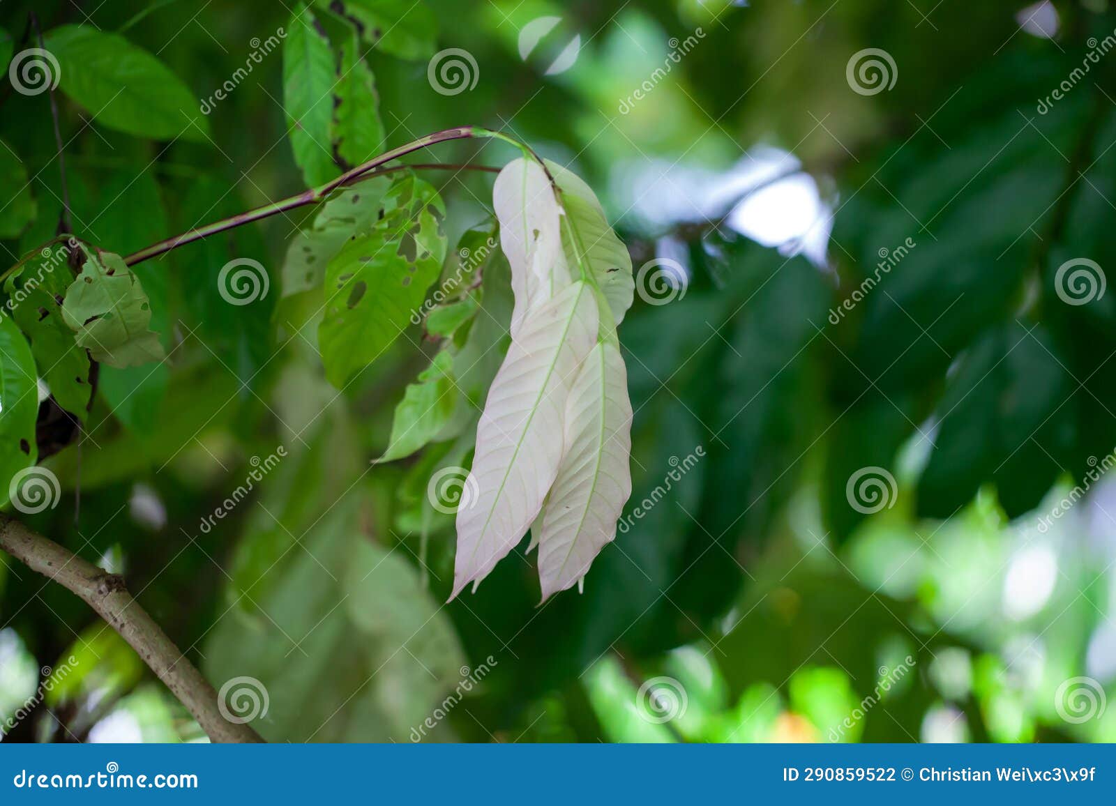 Fresh Foliage of a Yellow Saraca, Saraca Thaipingensis Stock Photo ...