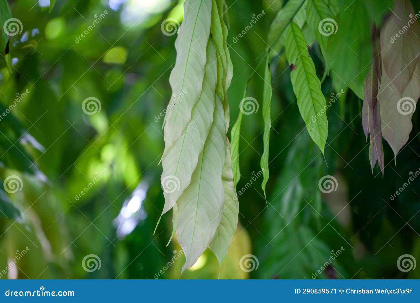 Fresh Foliage of a Yellow Saraca, Saraca Thaipingensis Stock Image ...