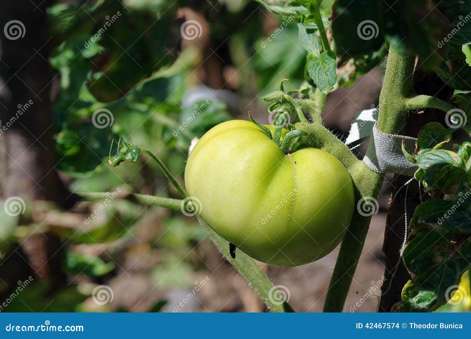 Vegetable in the Garden. Fresh Food: Unripe Tomato Stock Photo - Image ...