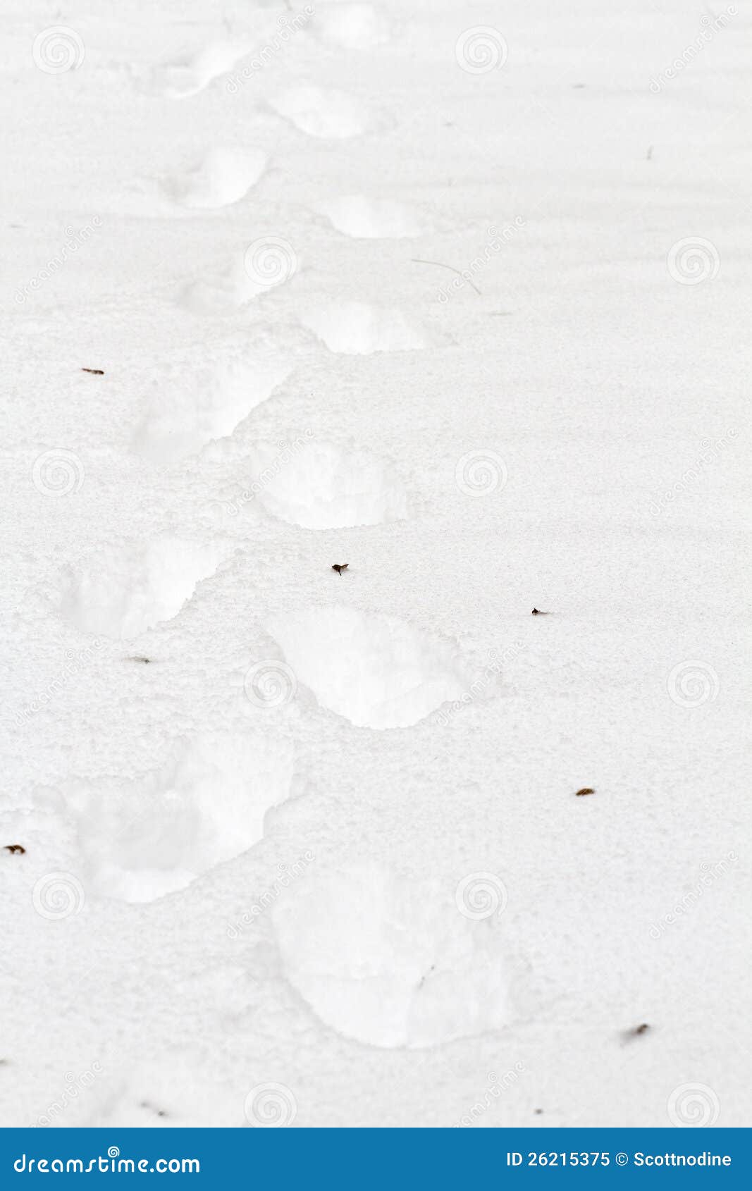 Fresh Footprints in Deep Snow Stock Image - Image of january, season ...