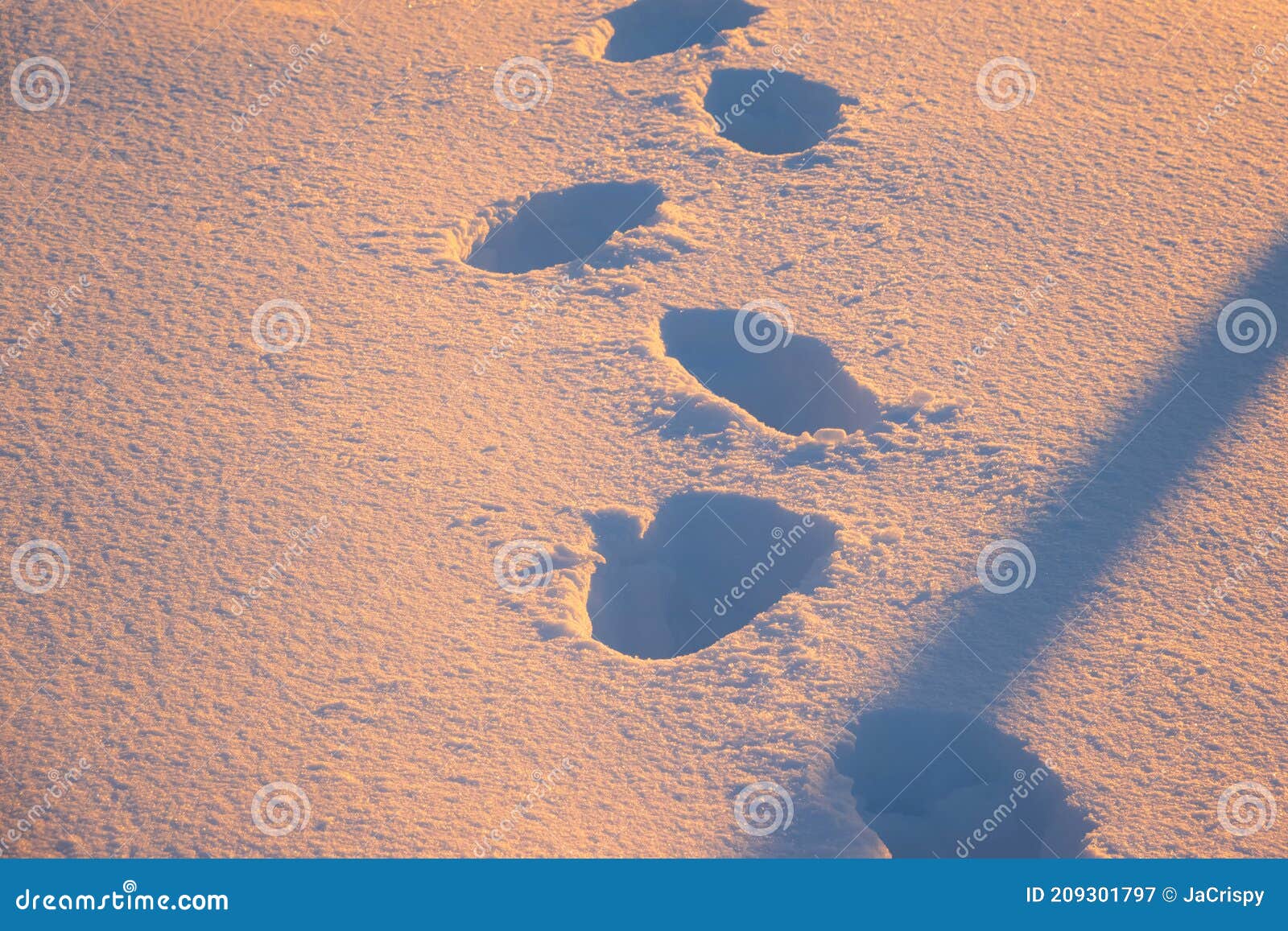 Fresh Footprints in Snow. Shoe Marks on Powder in Winter Stock Image ...