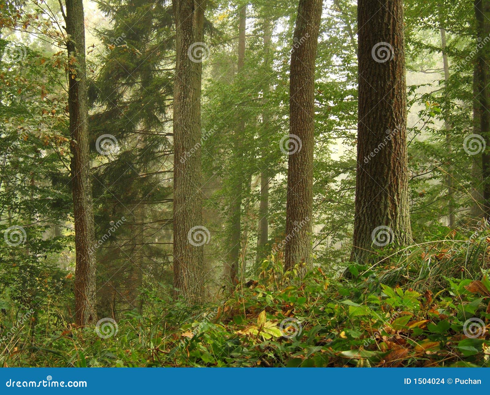 Fresh forest stock photo. Image of green, lighting, leaves - 1504024