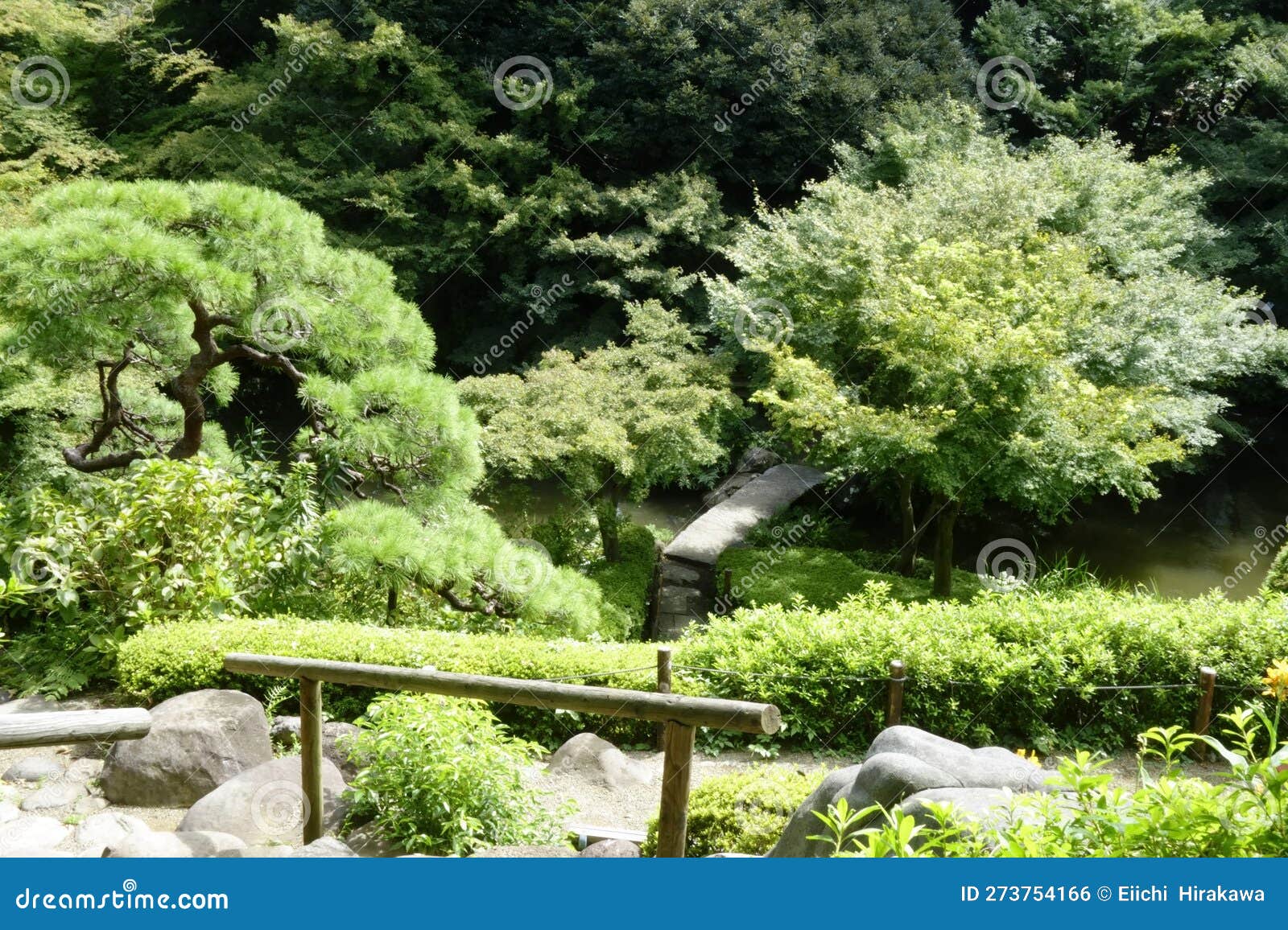 A Fresh Forest Covered in Gorgeous Fresh Green Stock Photo - Image of ...
