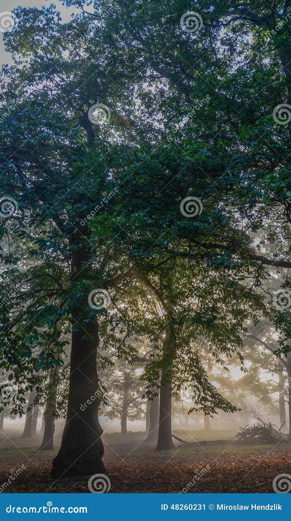 Fresh Forest stock image. Image of scenery, exposure - 48260231