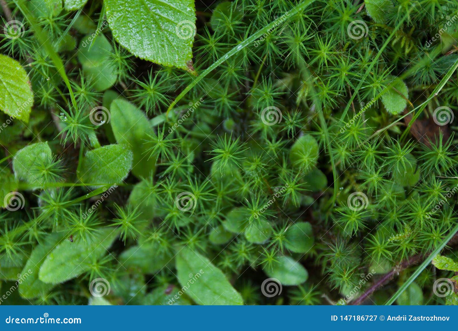 Fresh Forest Green Garden, Freshness Herb Background Stock Image ...