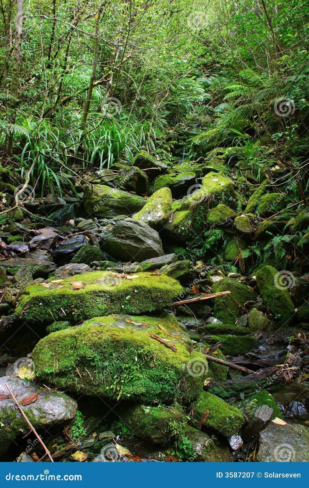 Fresh Forest Scene stock image. Image of summer, height - 3587207