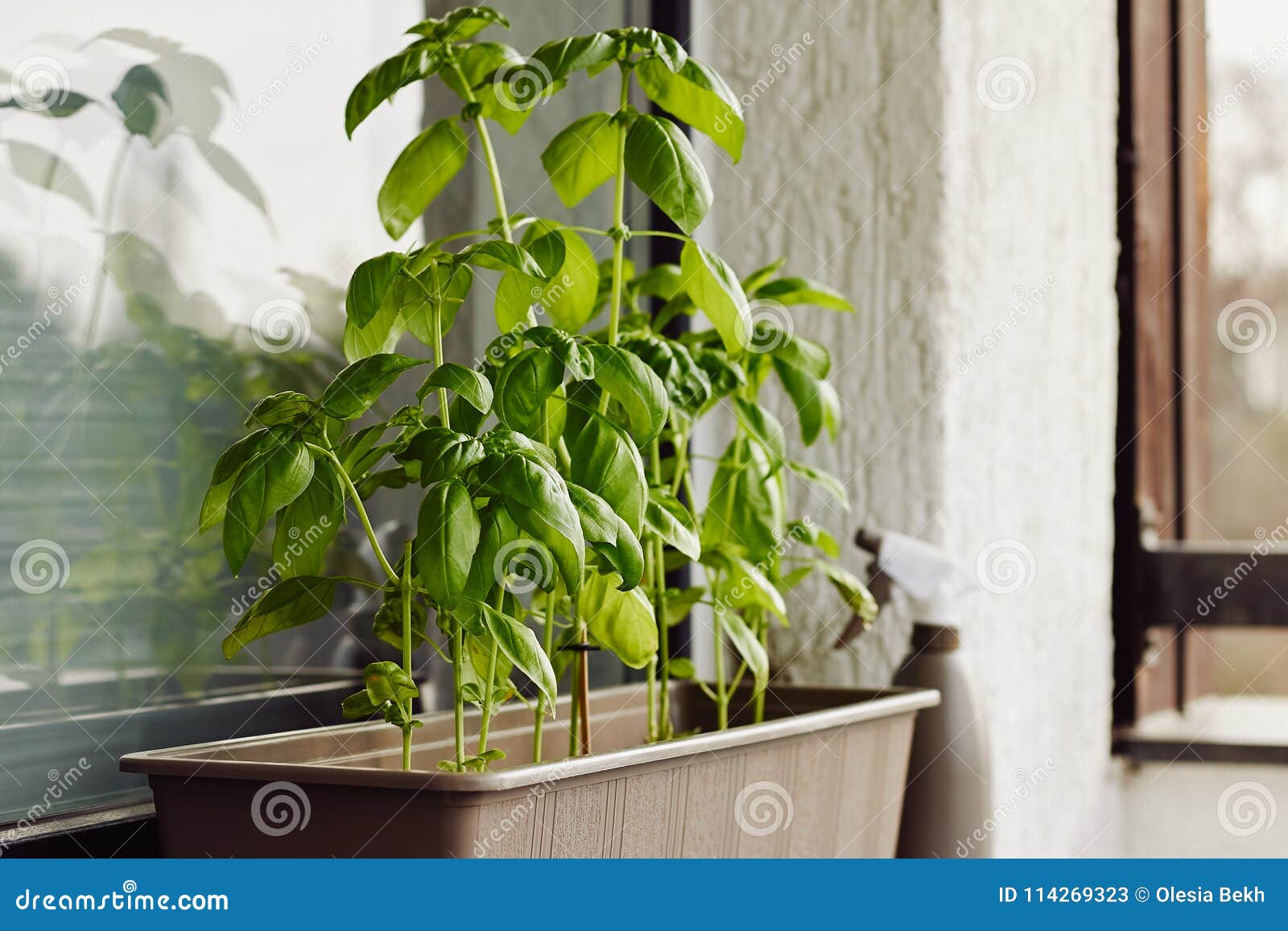 Fresh Fragrant Basil Growing in a Container on the Sunny Windowsill ...