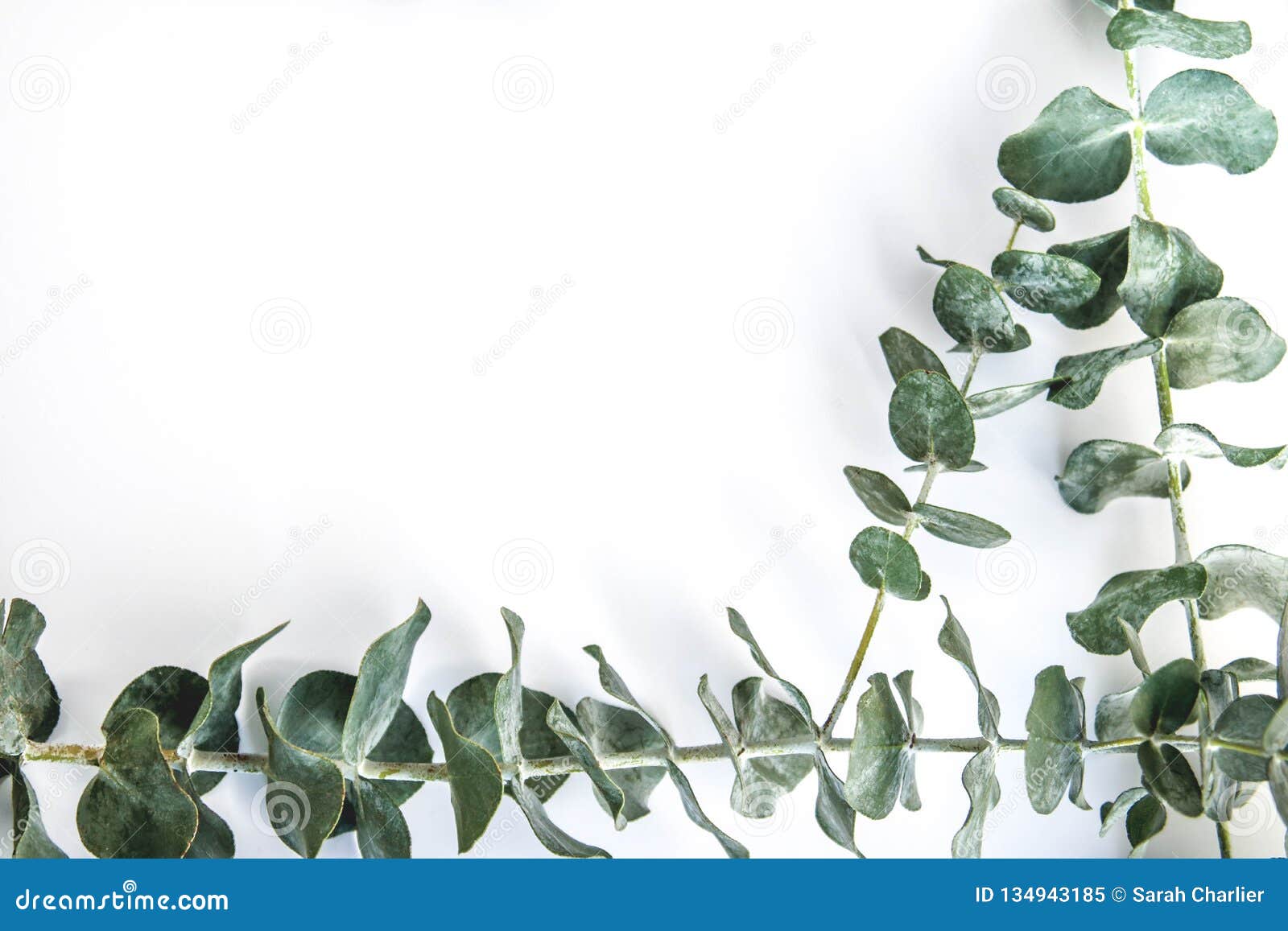 Border of Fragrant Eucalyptus Branches Stock Image - Image of fragrant ...
