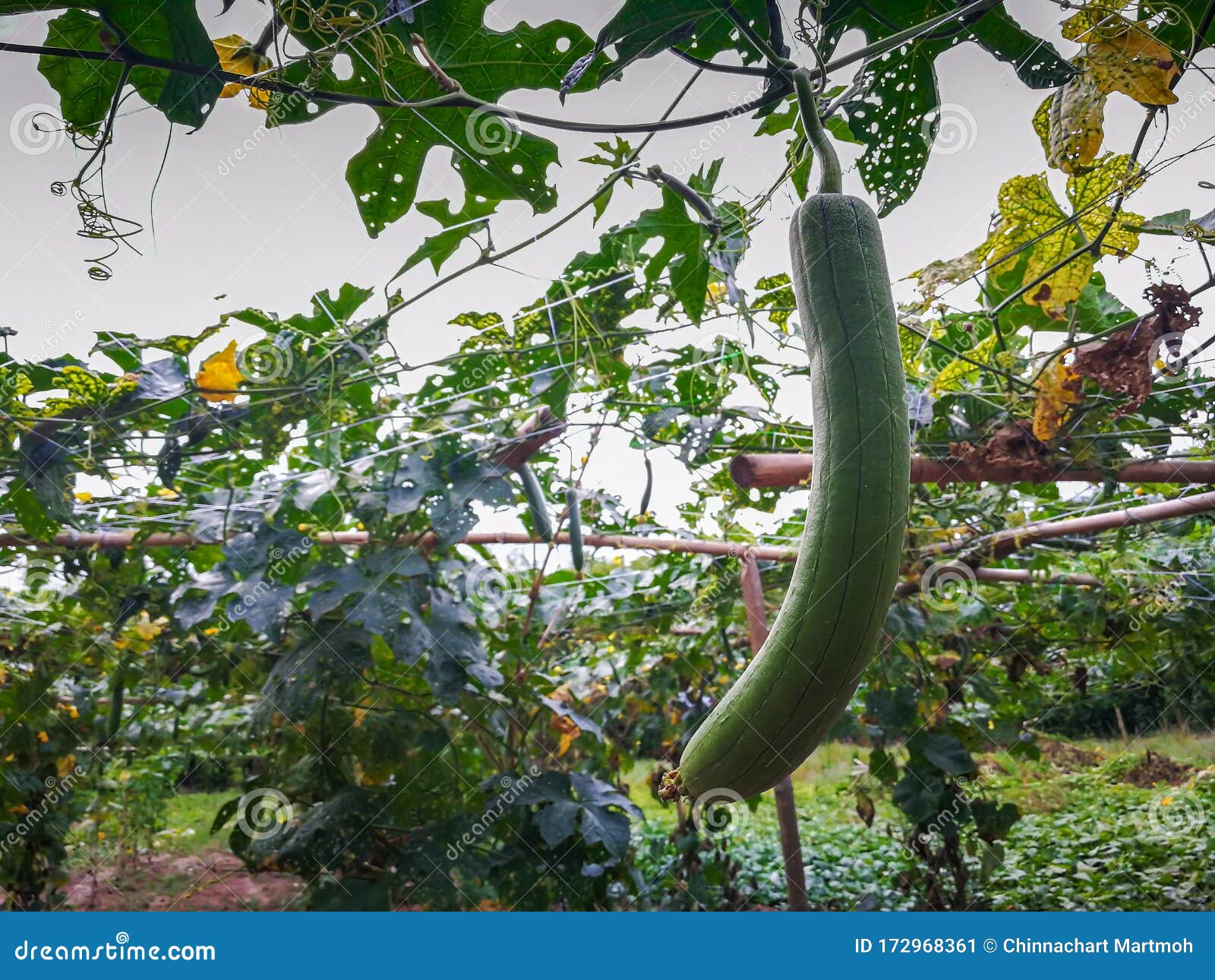 Fresh Fragrant Zucchini on the Tree Stock Image - Image of leaf, plant ...