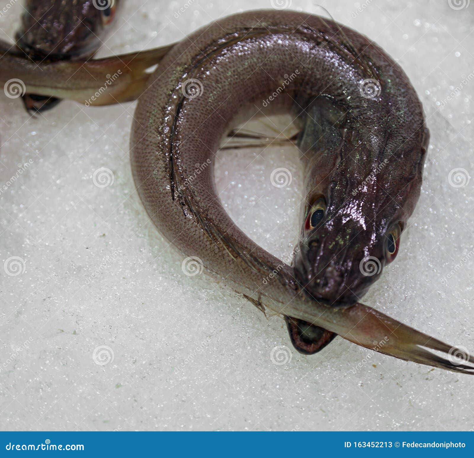 Fresh Freshly Caught Fish that Bites Its Tail on the Ice Stock Image ...