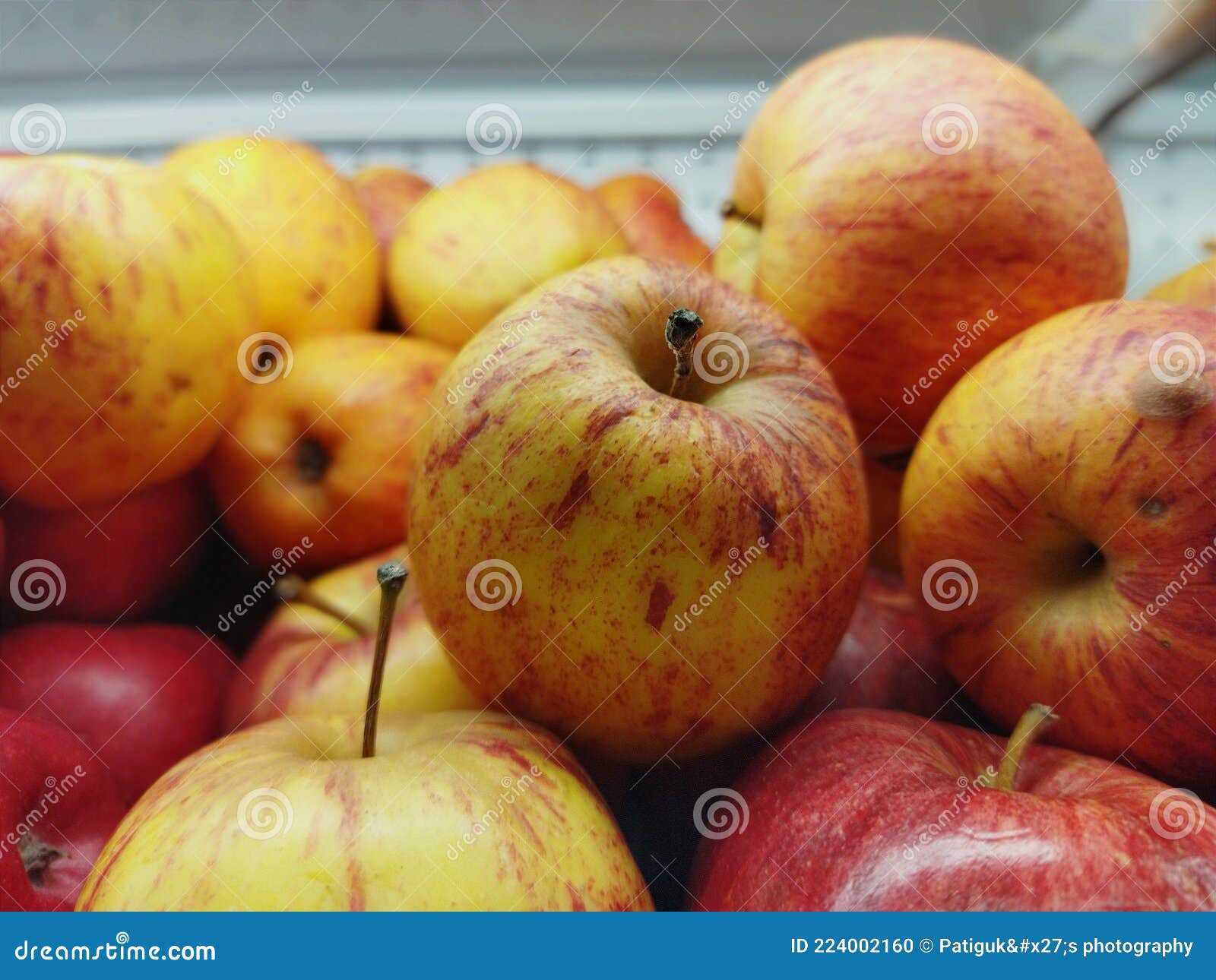Fresh and Freshly Picked Red Apples Stock Photo - Image of apples ...