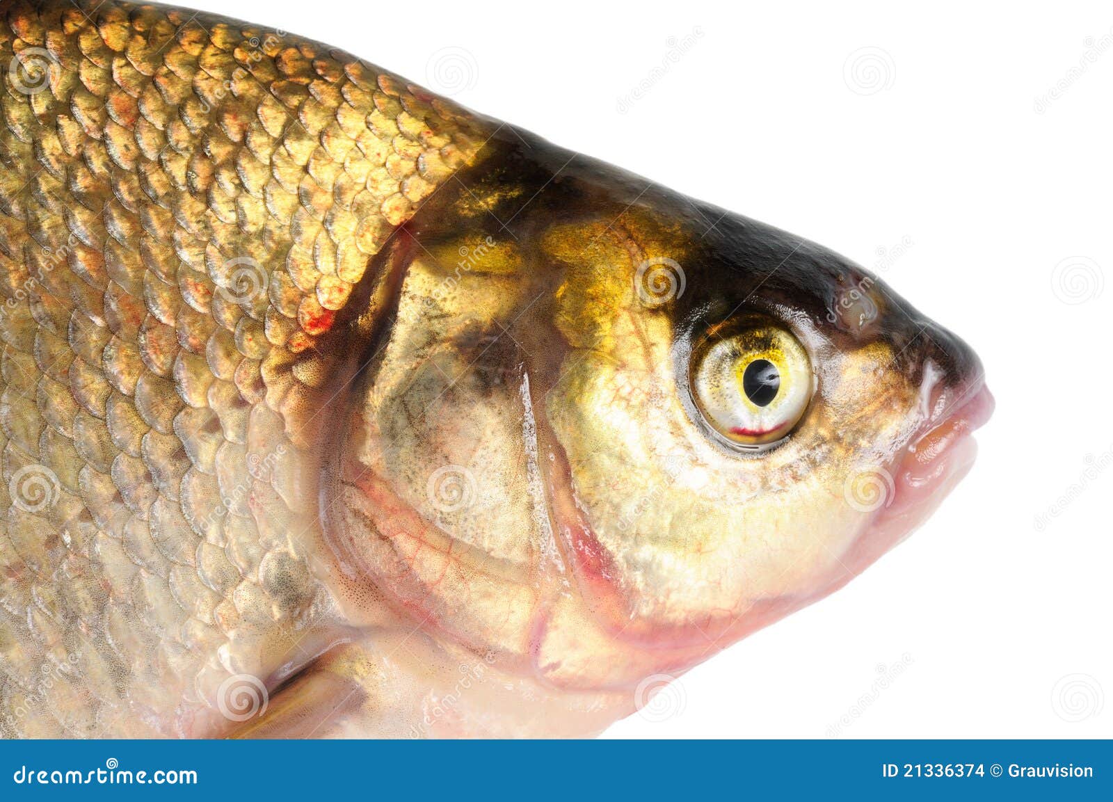 Fresh Freshwater Fish Bream. Stock Photo - Image of brama, bream: 21336374