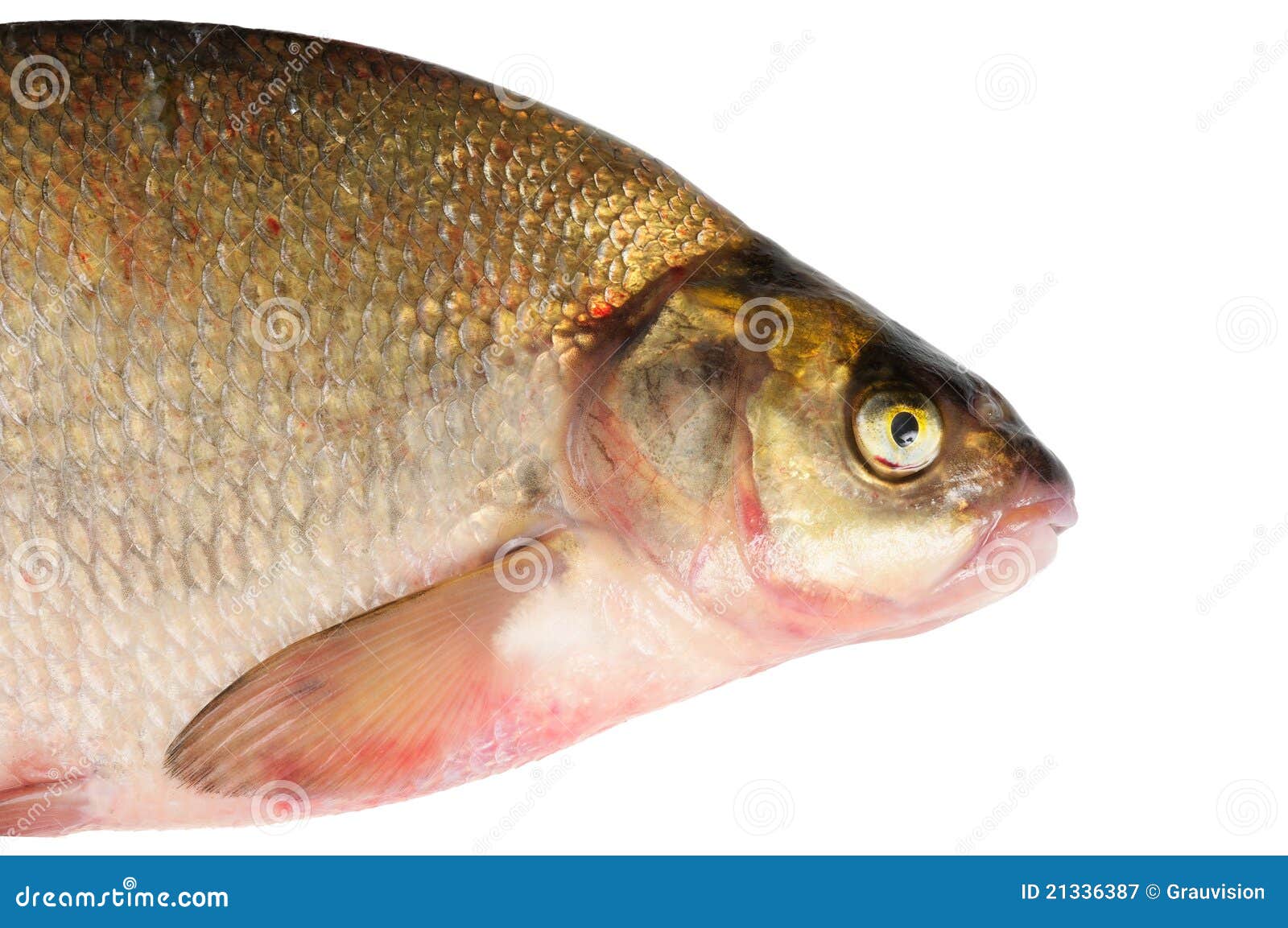Bream Fish