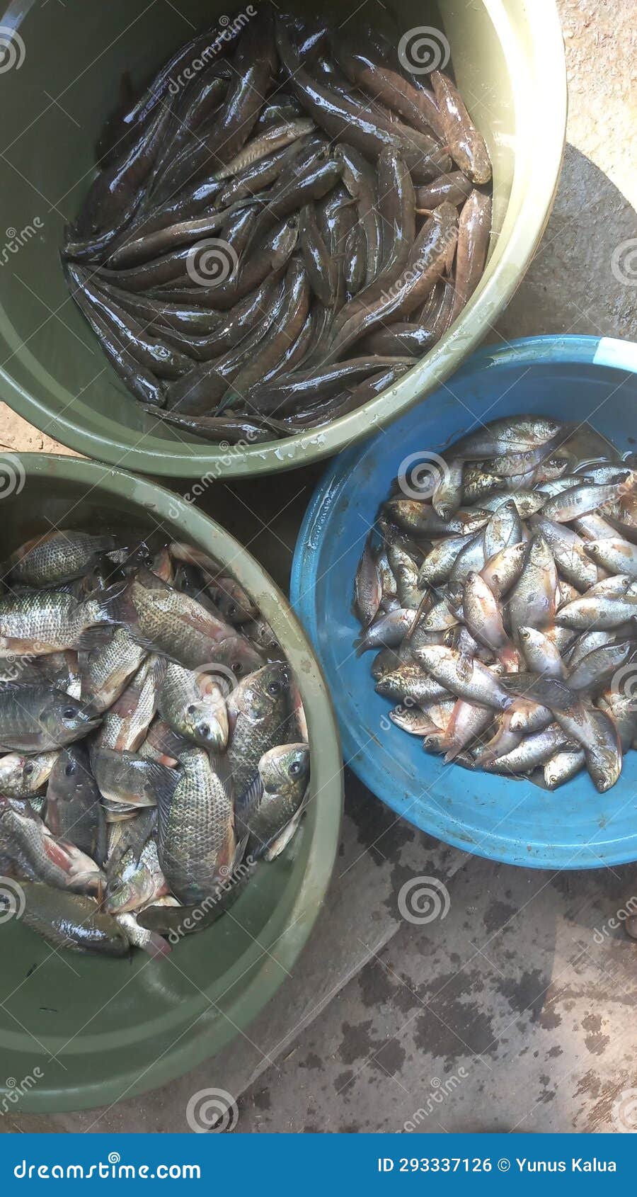 FRESH FRESHWATER FISH in THREE CONTAINERS Stock Photo - Image of food ...