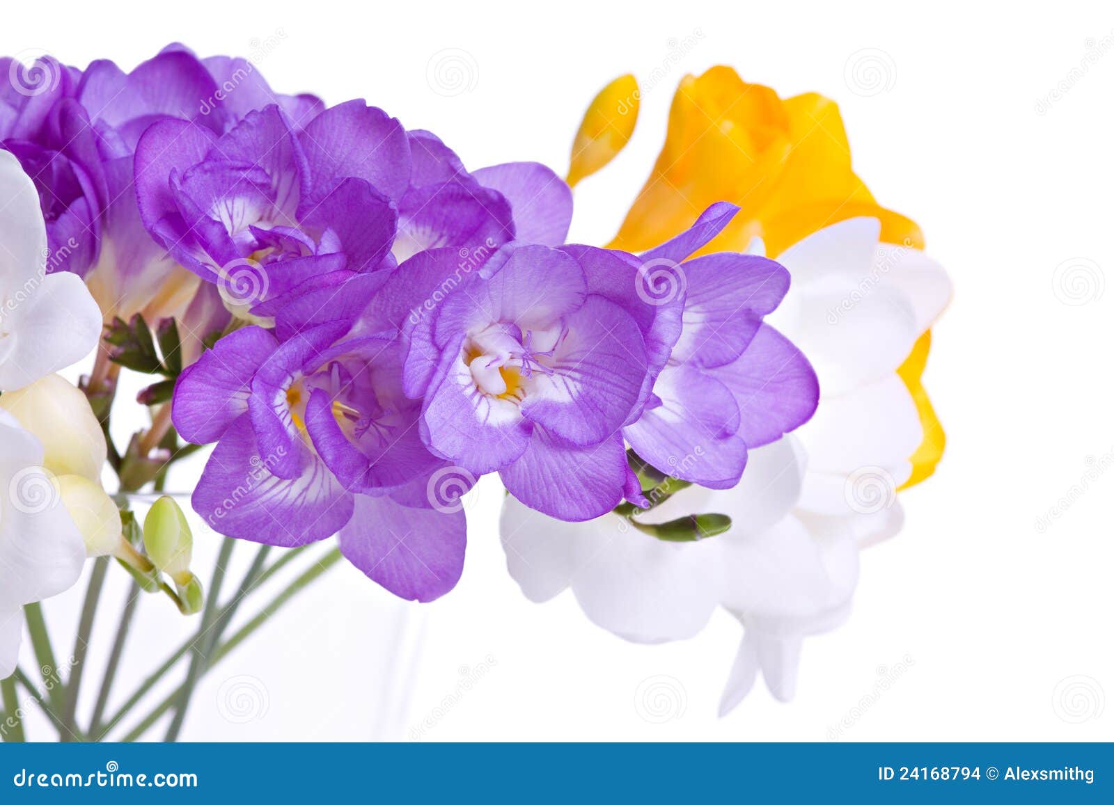 Fresh fresia flowers stock photo. Image of date, green - 24168794